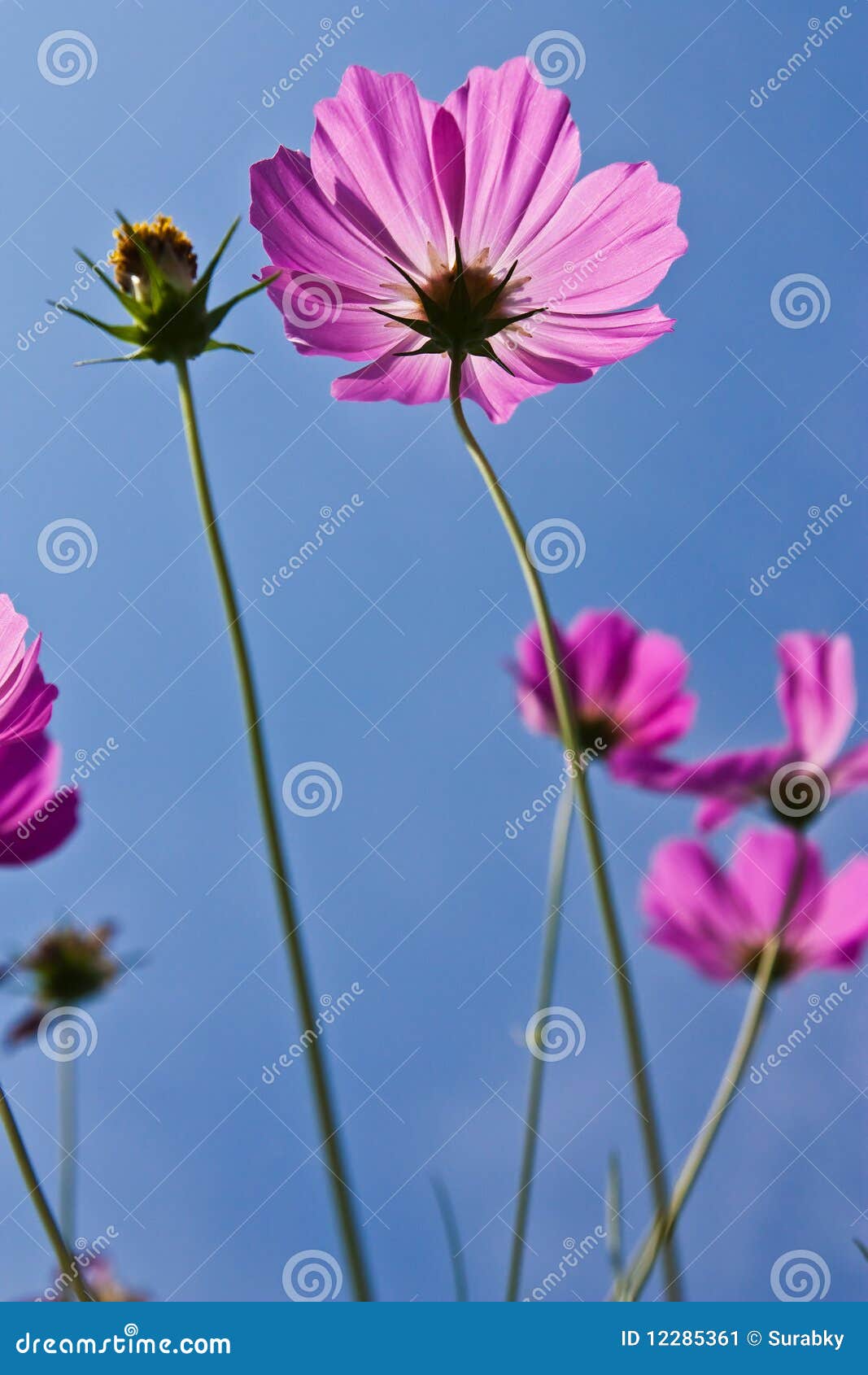 Flower Taken from Low Angle Stock Image - Image of season, beauty: 12285361