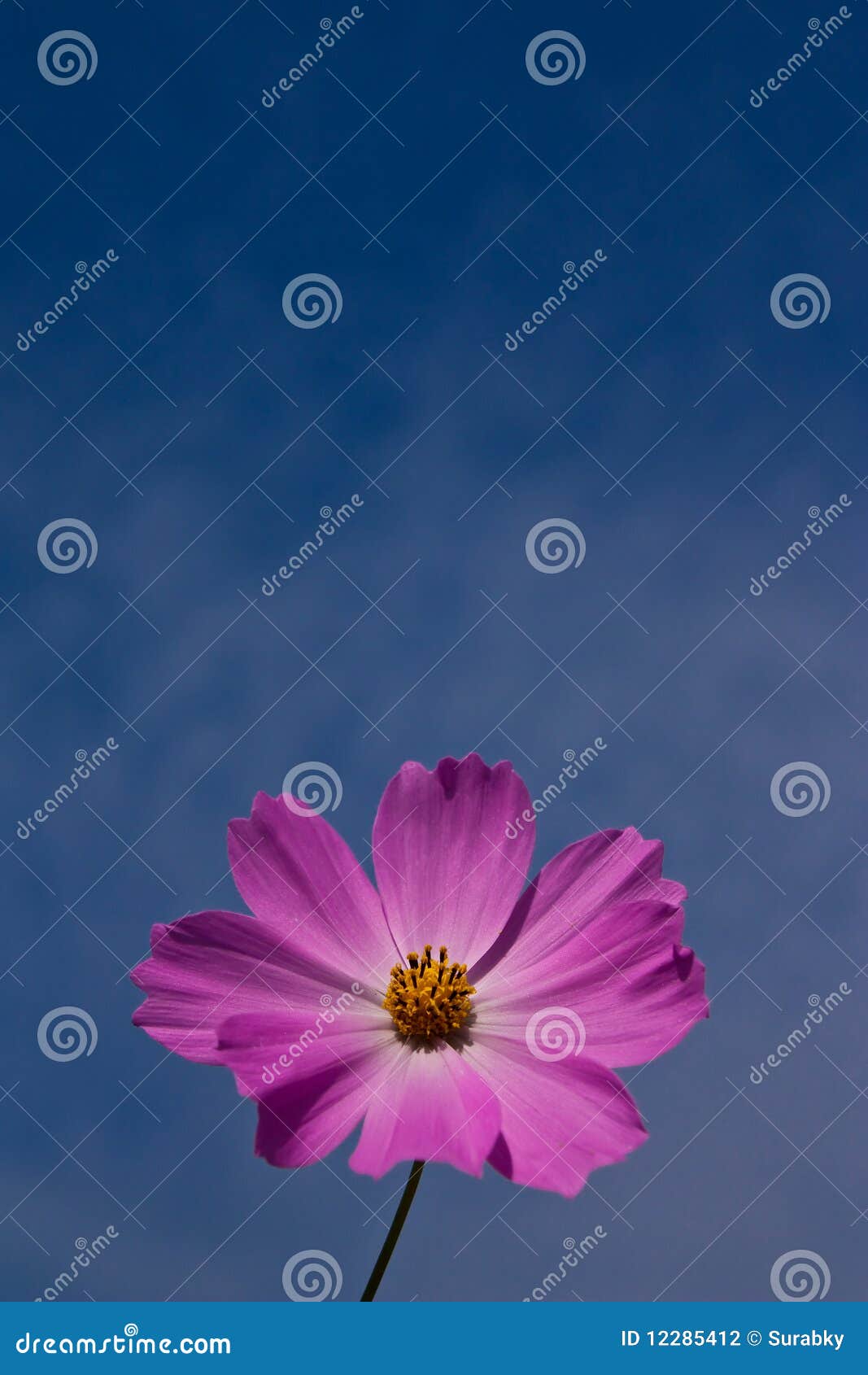 Flower Taken from Low Angle Stock Photo - Image of pink, design: 12285412