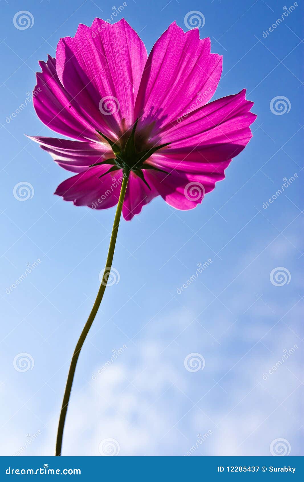 Flower Taken from Low Angle Stock Image - Image of pink, flora: 12285437
