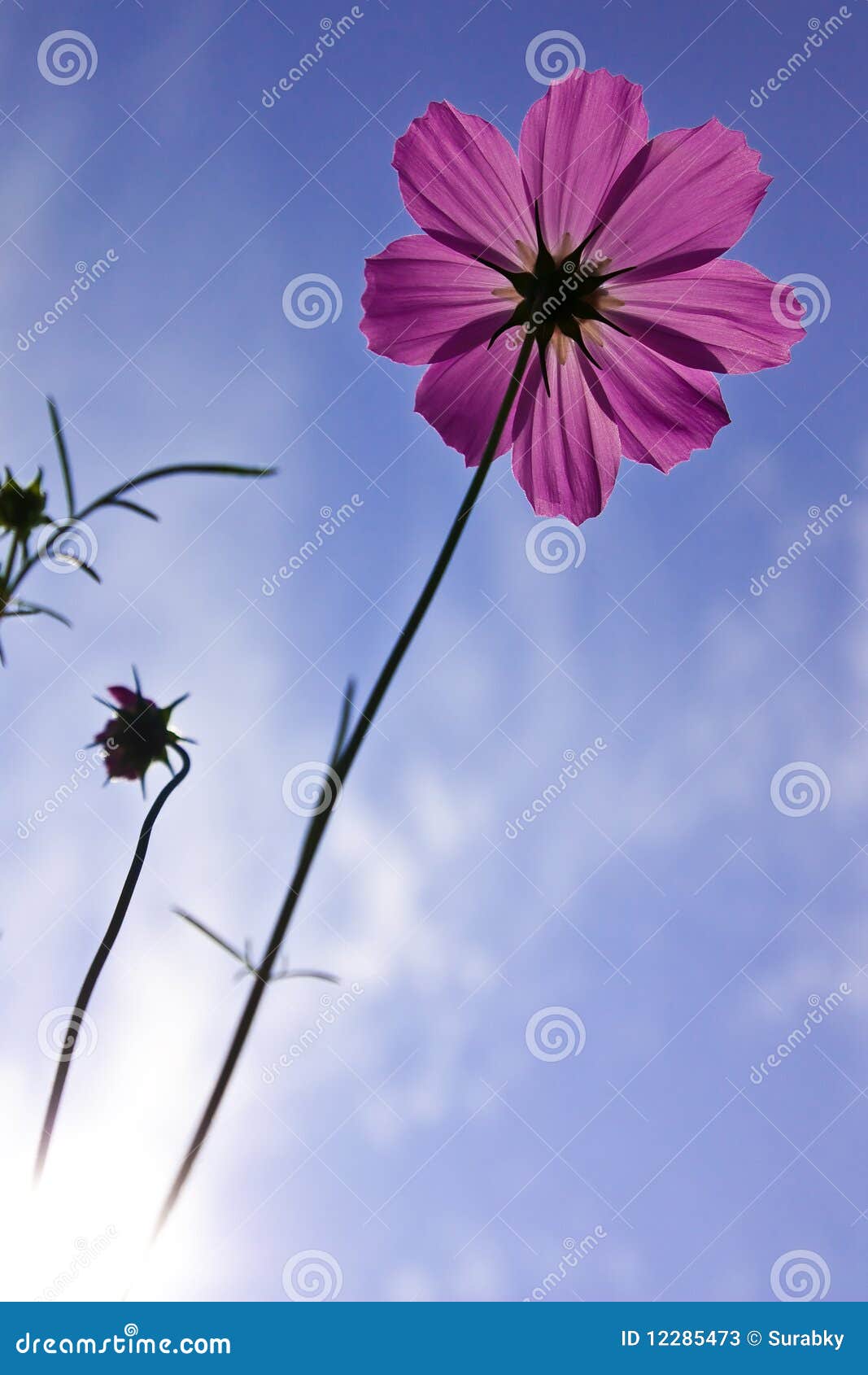 Flower Taken from Low Angle Stock Image - Image of floral, garden: 12285473