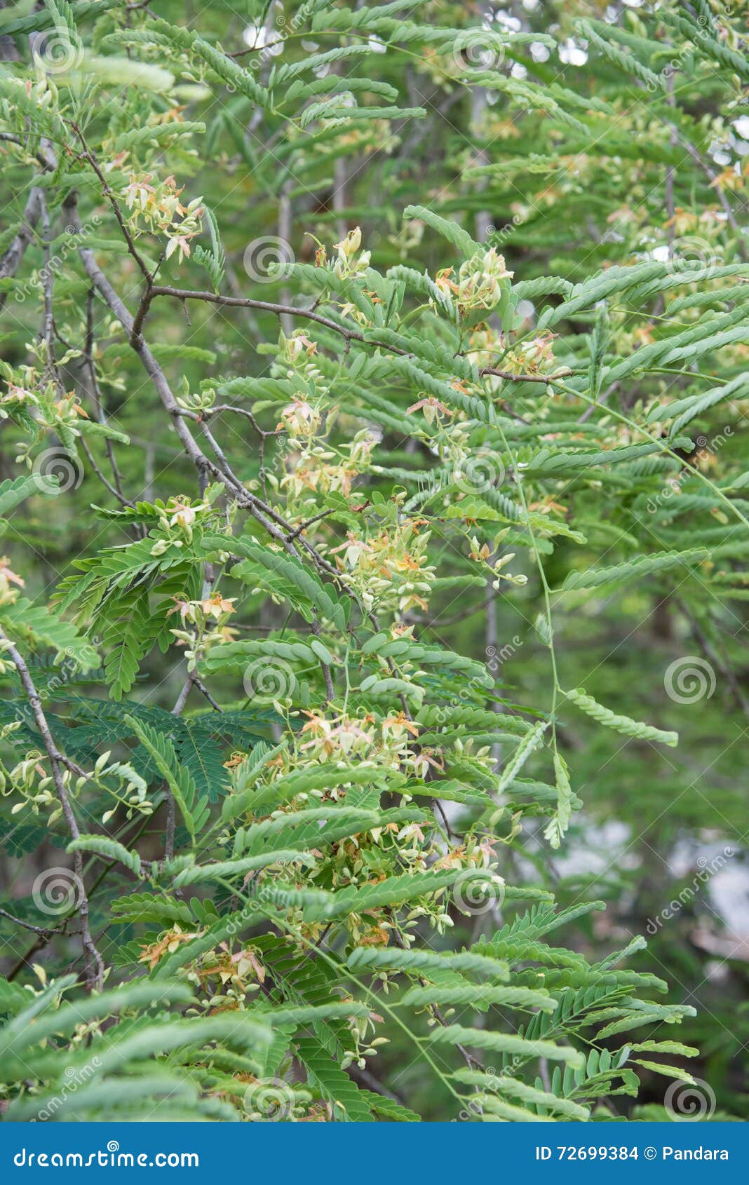 The Flower of Tamarind Tree Stock Photo - Image of nature, green: 72699384