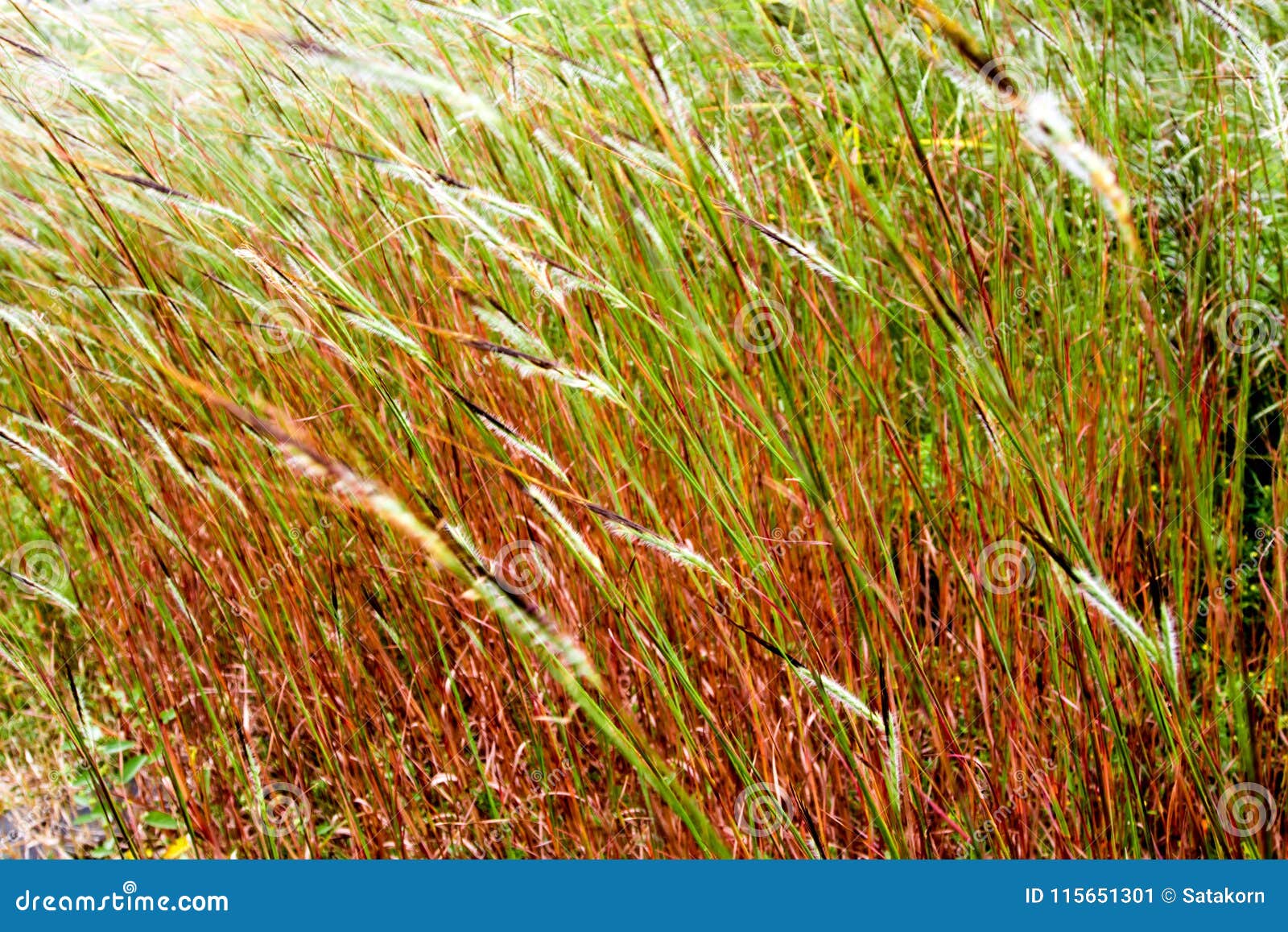Flower of Tangle Head Grass in the Wind Stock Image - Image of grass ...