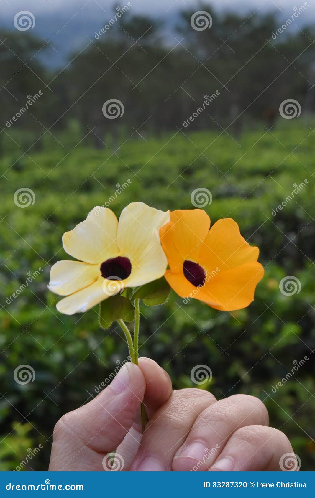 Flower of tea leaves stock photo. Image of nature, wonosari - 83287320