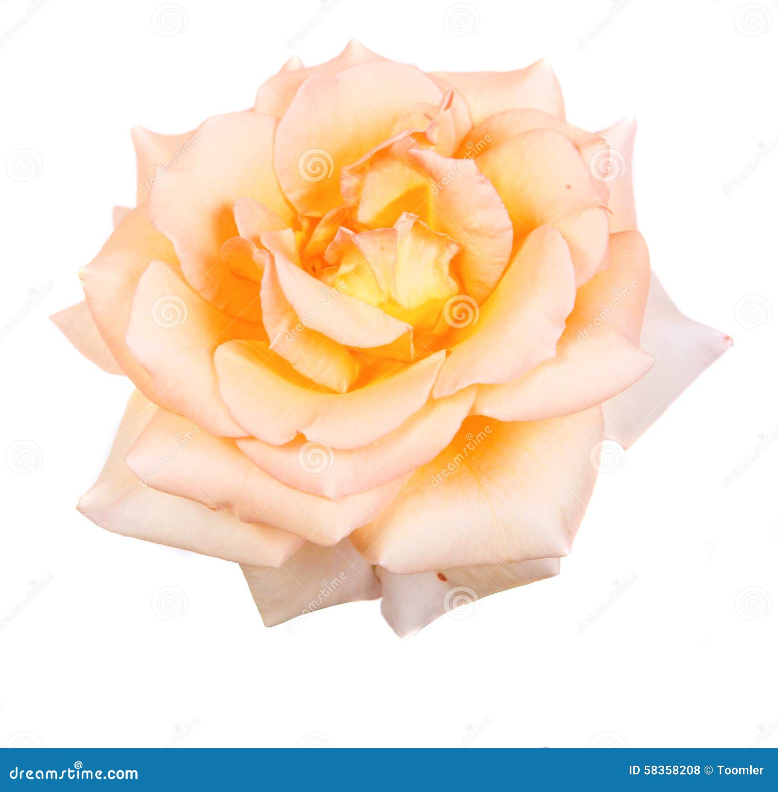 Flower tea rose stock photo. Image of beautiful, floristry - 58358208