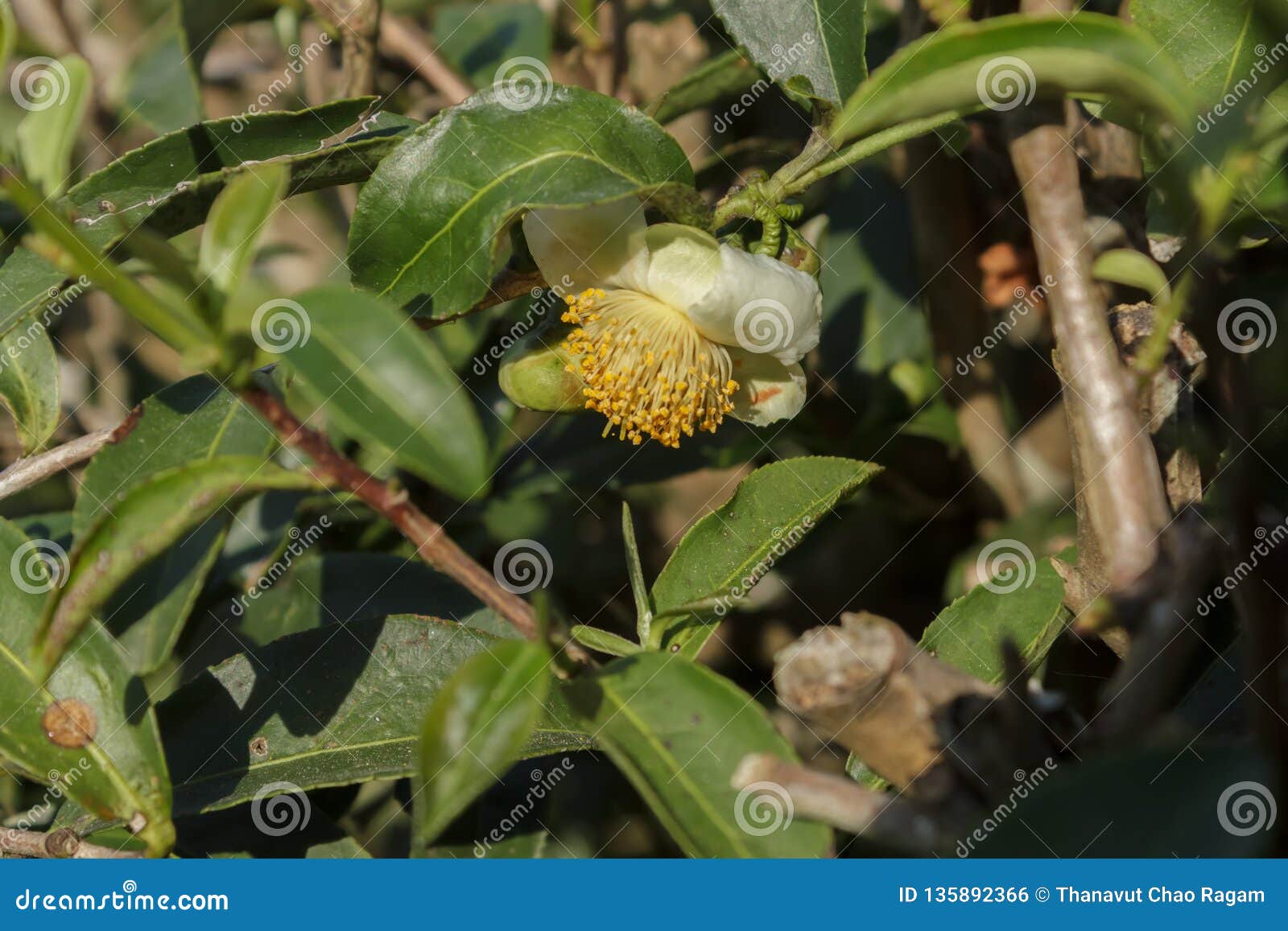 A flower of tea stock photo. Image of beauty, bright - 135892366