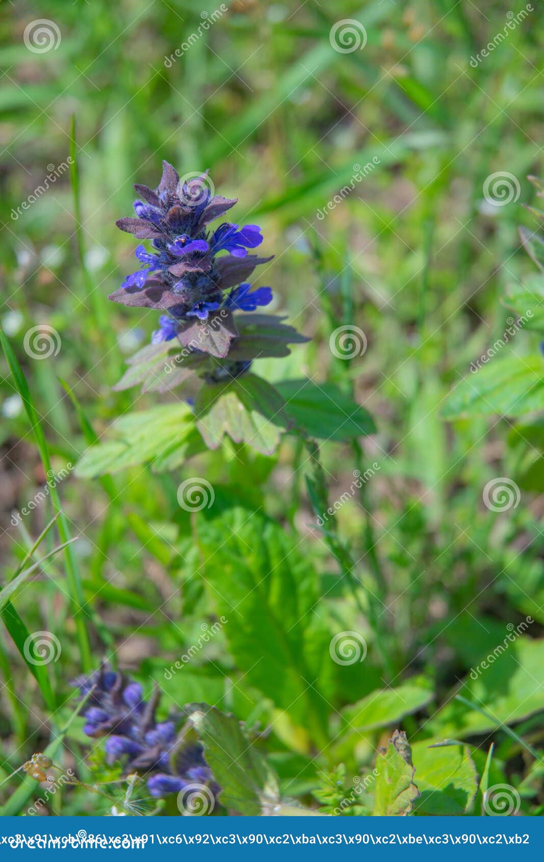 Pyramidal tenacious stock image. Image of peramid, flower - 218716149