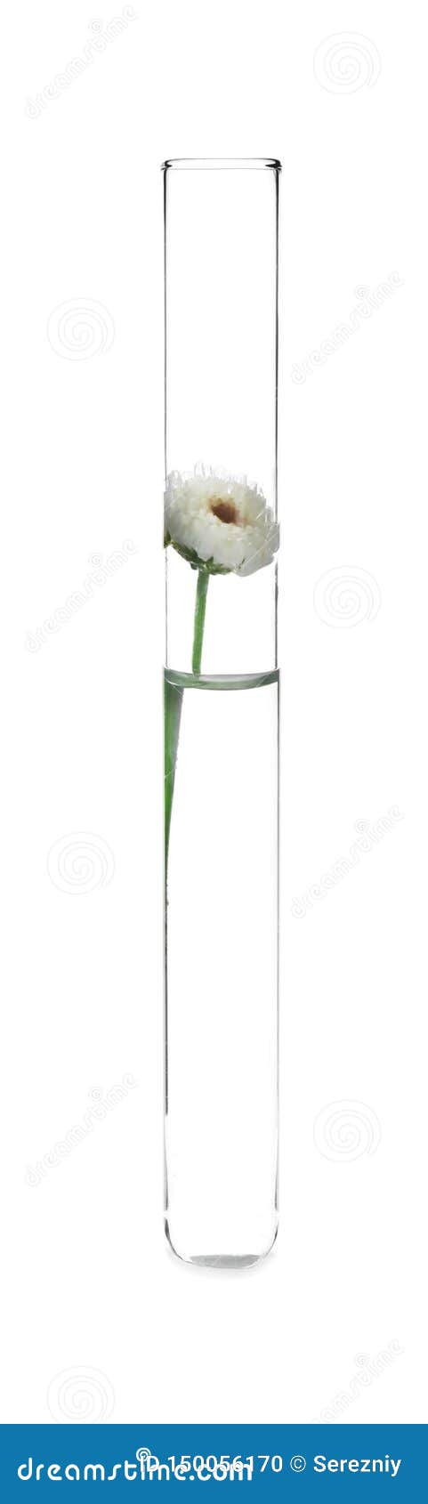 Flower in Test Tube, Isolated on White Stock Photo - Image of ...