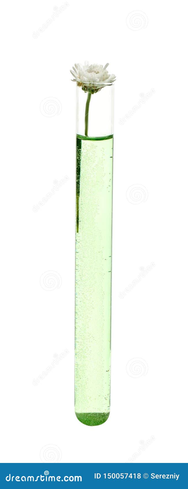 Flower in Test Tube, Isolated on White Stock Photo - Image of ecology ...