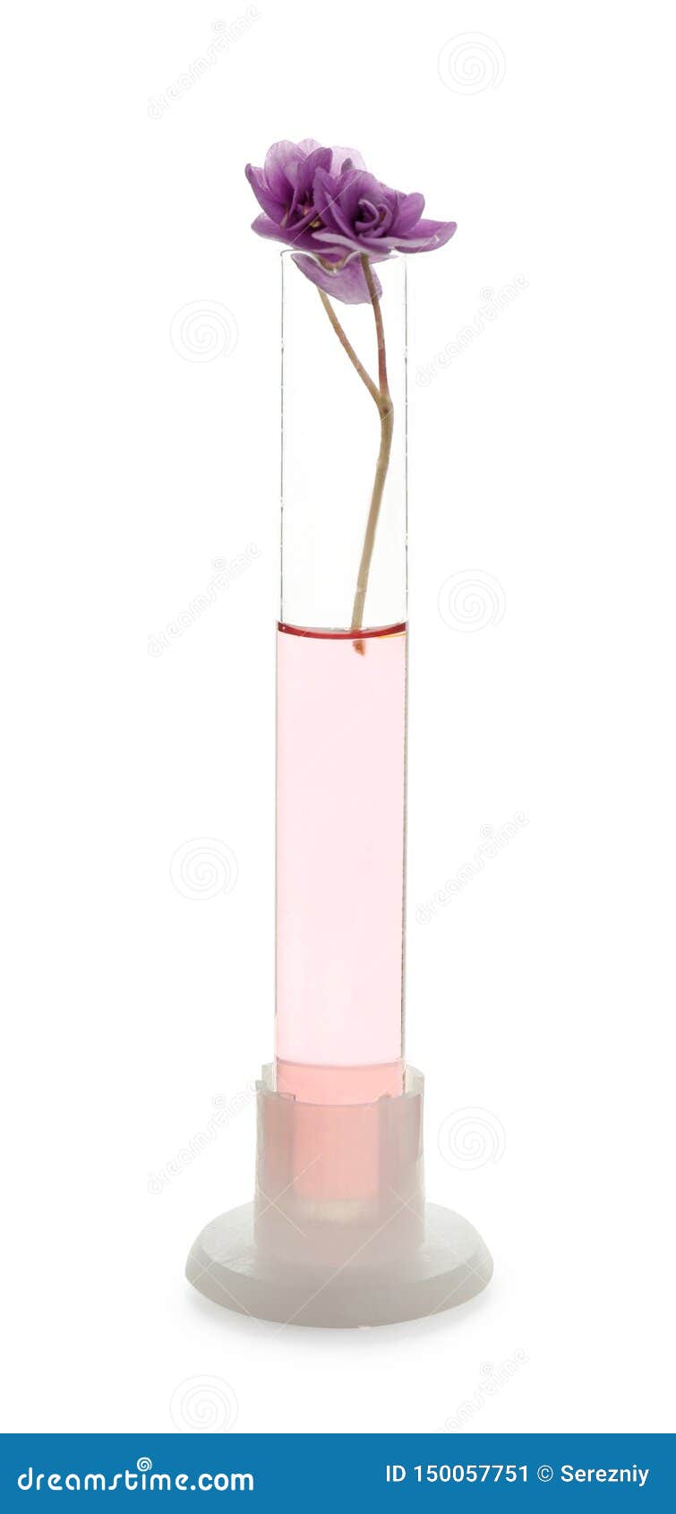 Flower in Test Tube, Isolated on White Stock Image - Image of object ...