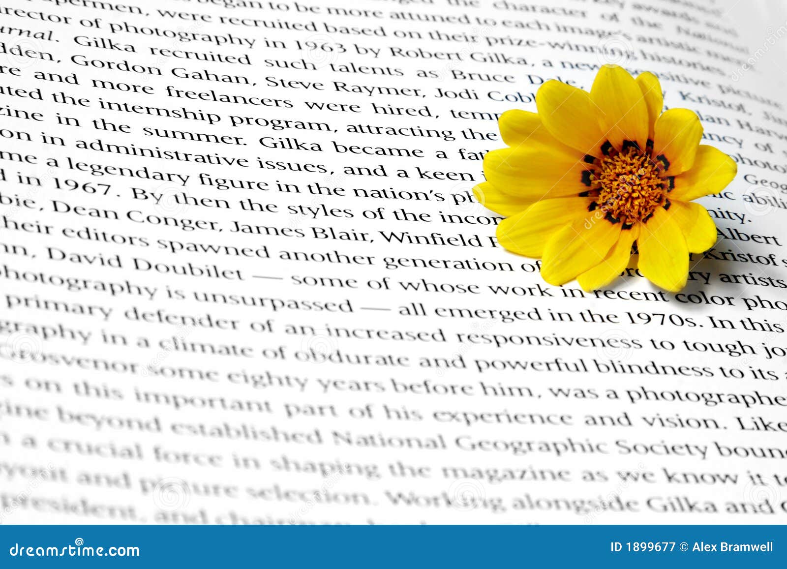 Flower on Text stock image. Image of education, text, bloom - 1899677