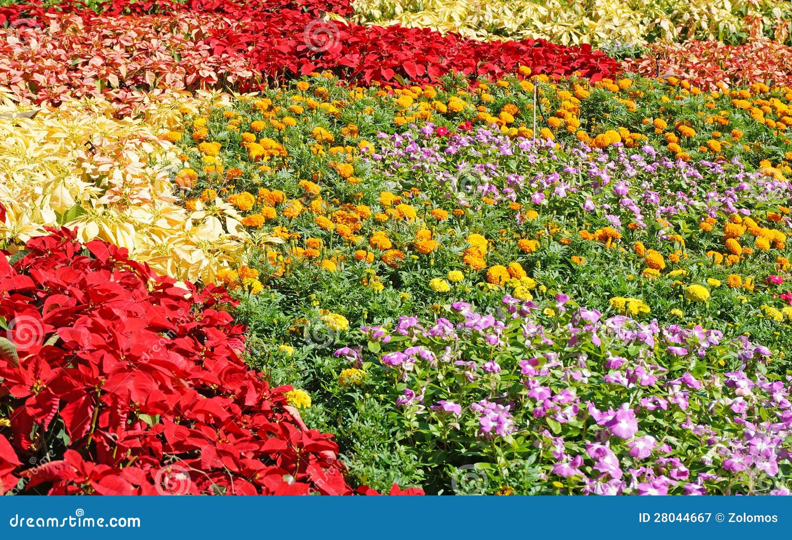 Flower Texture stock image. Image of color, natural, fresh - 28044667