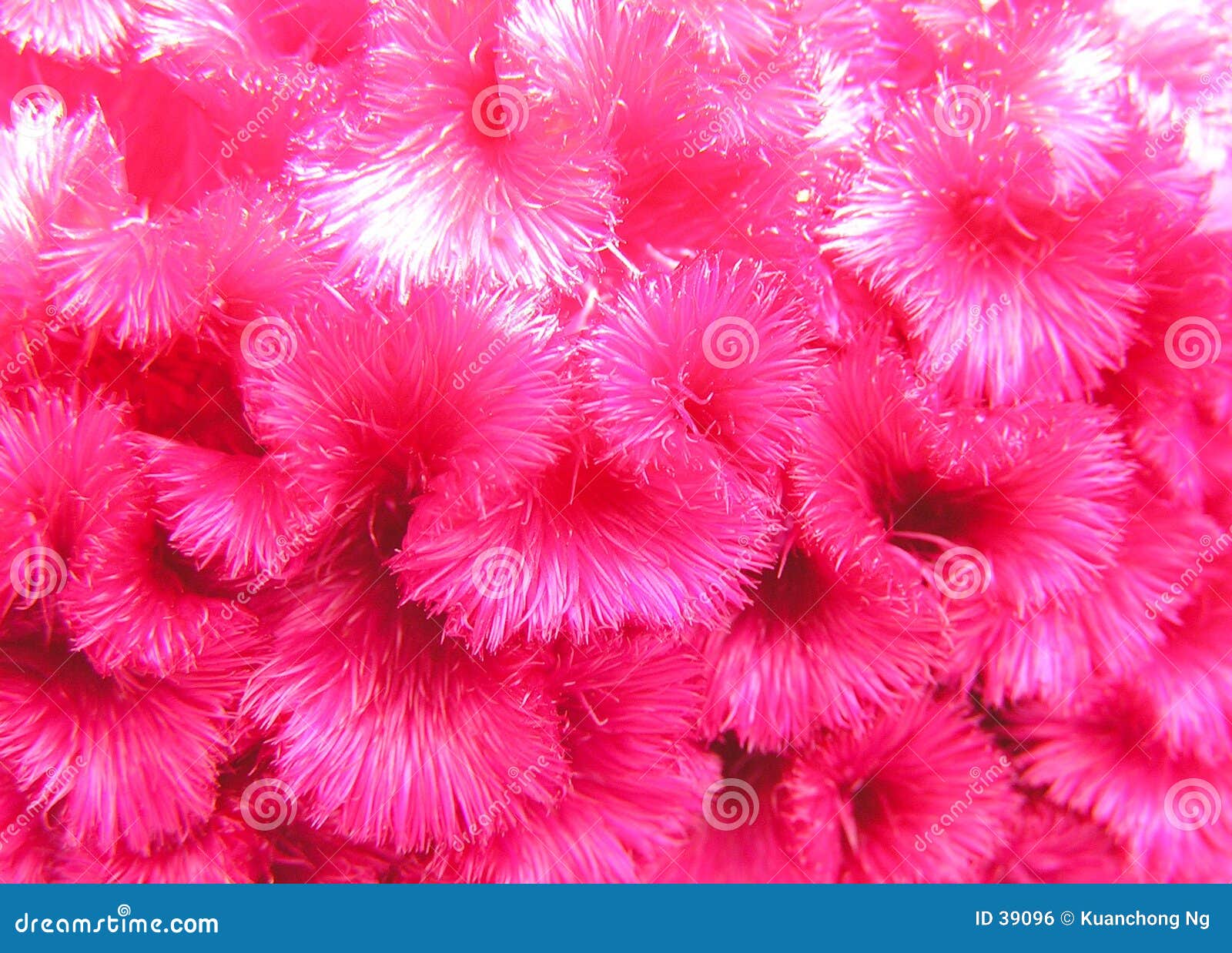 Flower texture stock photo. Image of colors, shine, beauty - 39096