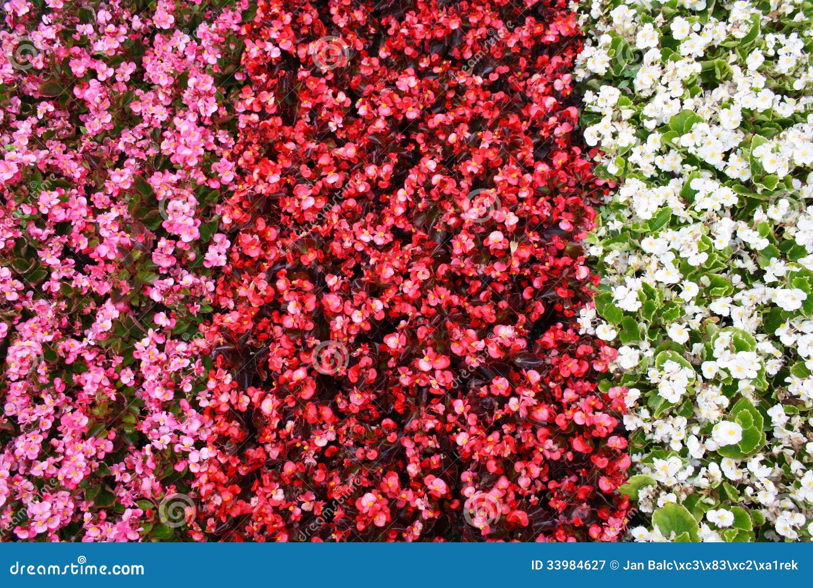 Flower texture stock image. Image of flowers, texture - 33984627