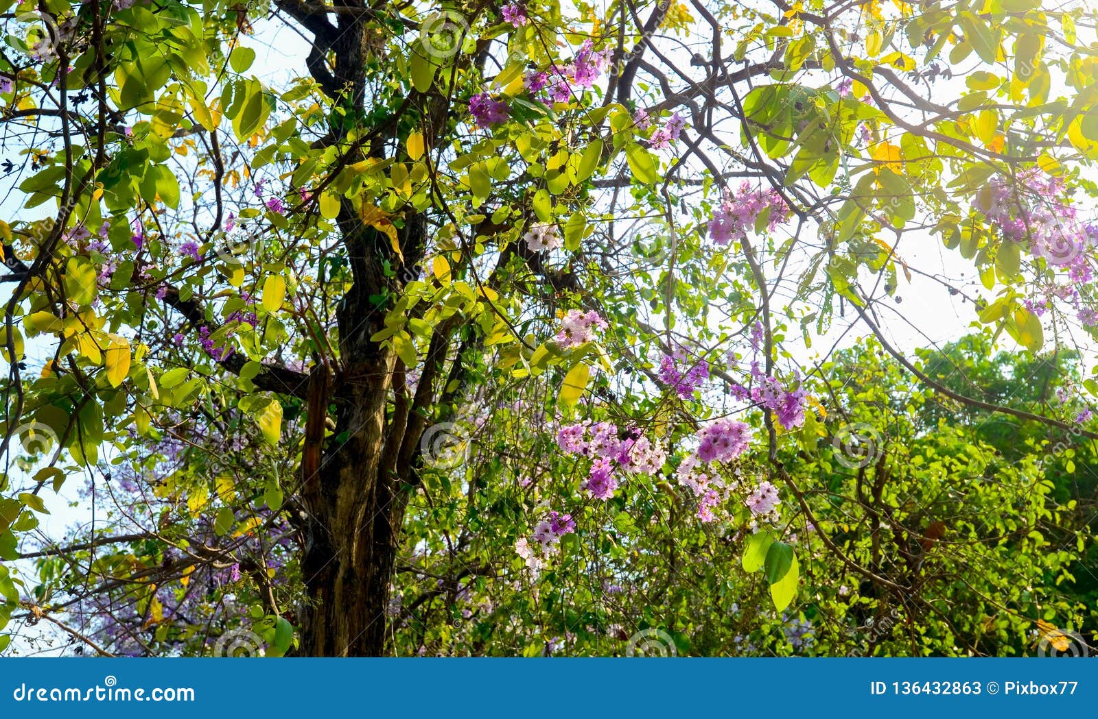 Flower of Thai Crape Myrtle, Lagerstroemia Floribunda Stock Image ...