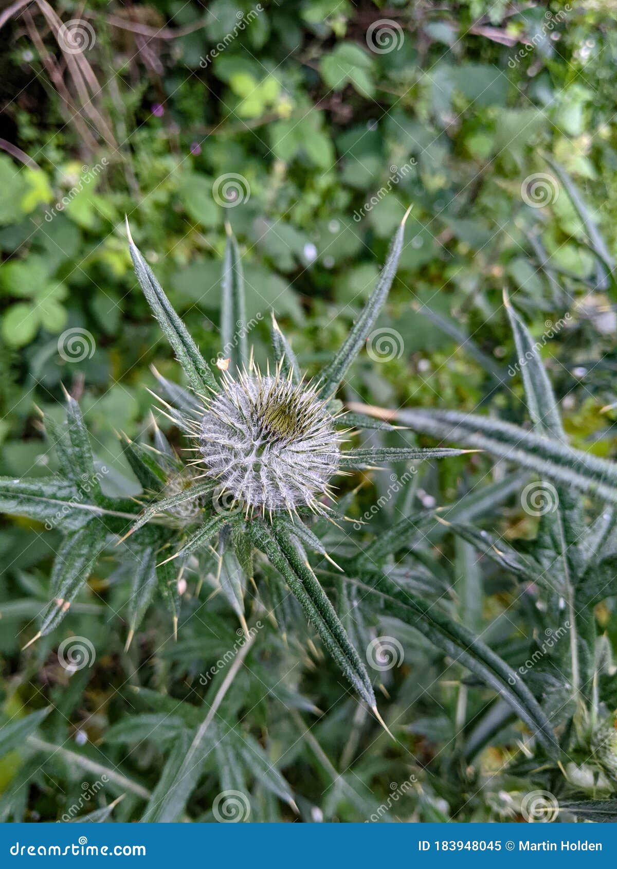 Flower of the thistle stock image. Image of plant, thistles - 183948045