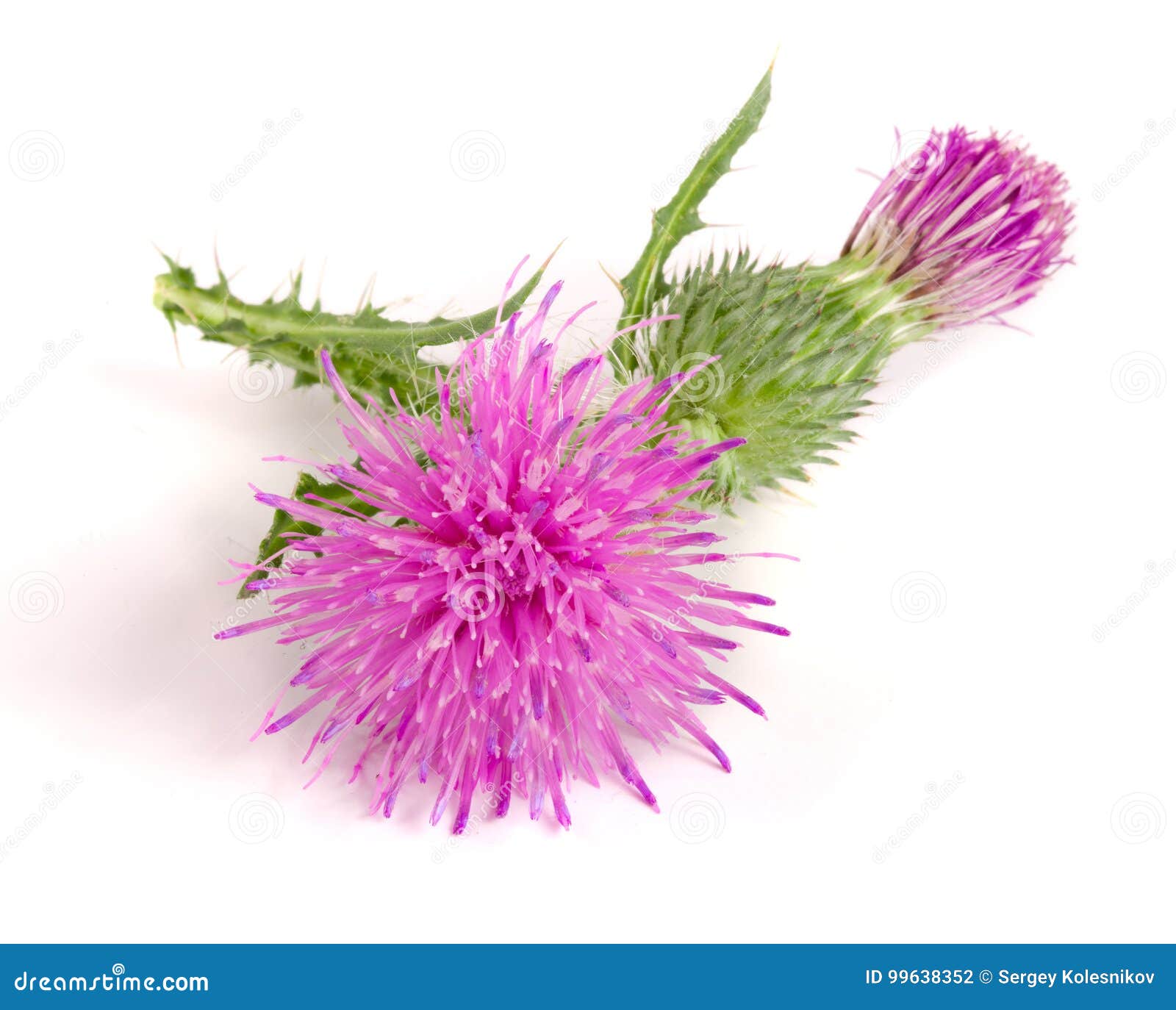 Flower Thistle On White Background Macro Stock Photo - Image of nature ...