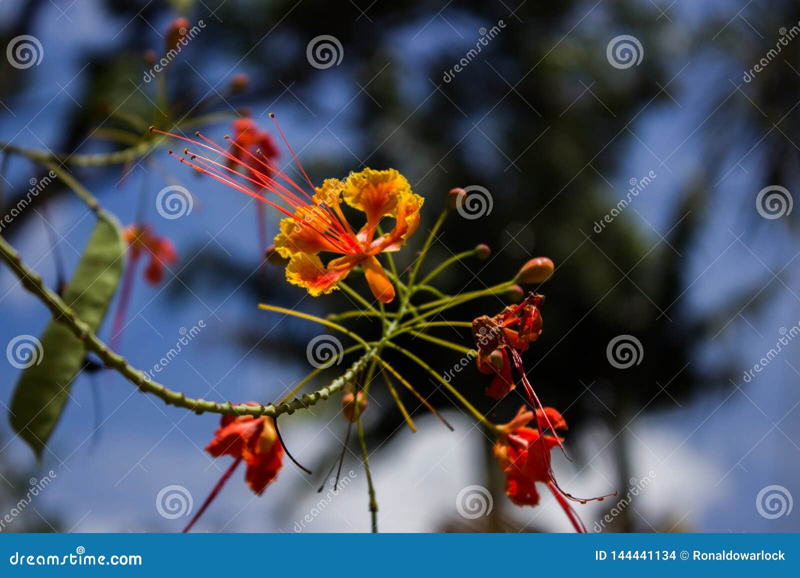 The flower threads stock photo. Image of white, threads - 144441134
