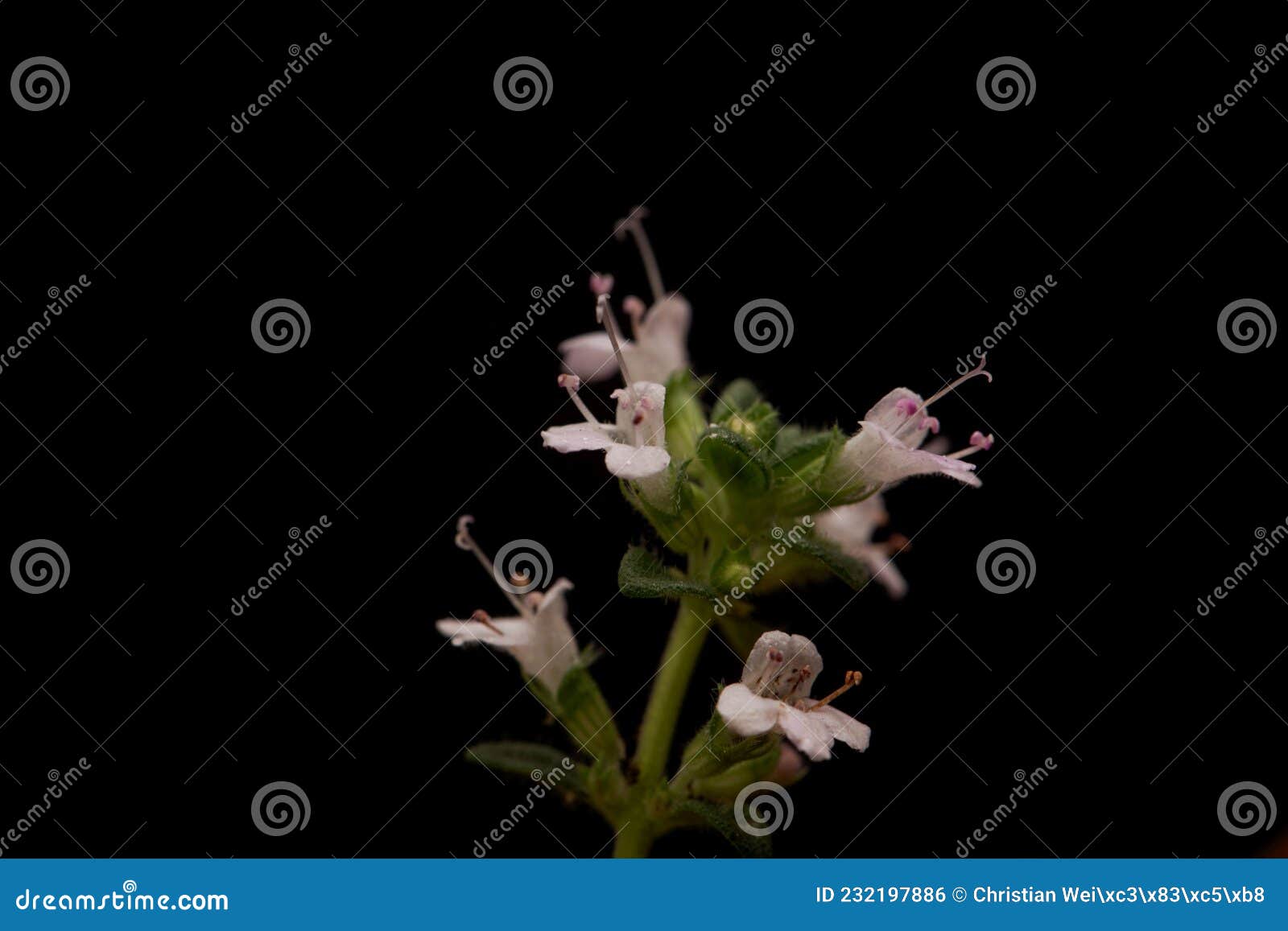 Flower of the Thyme Thymus Thracicus Stock Photo - Image of flora ...