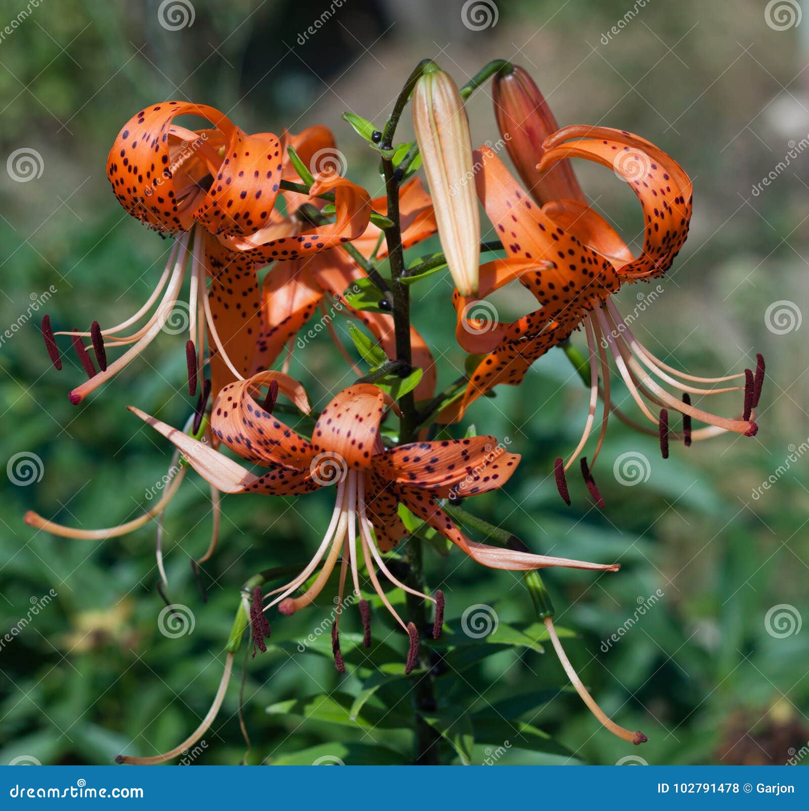 Flower Of A Tiger Jaws, Faucaria Tigrina Royalty-Free Stock Photo ...
