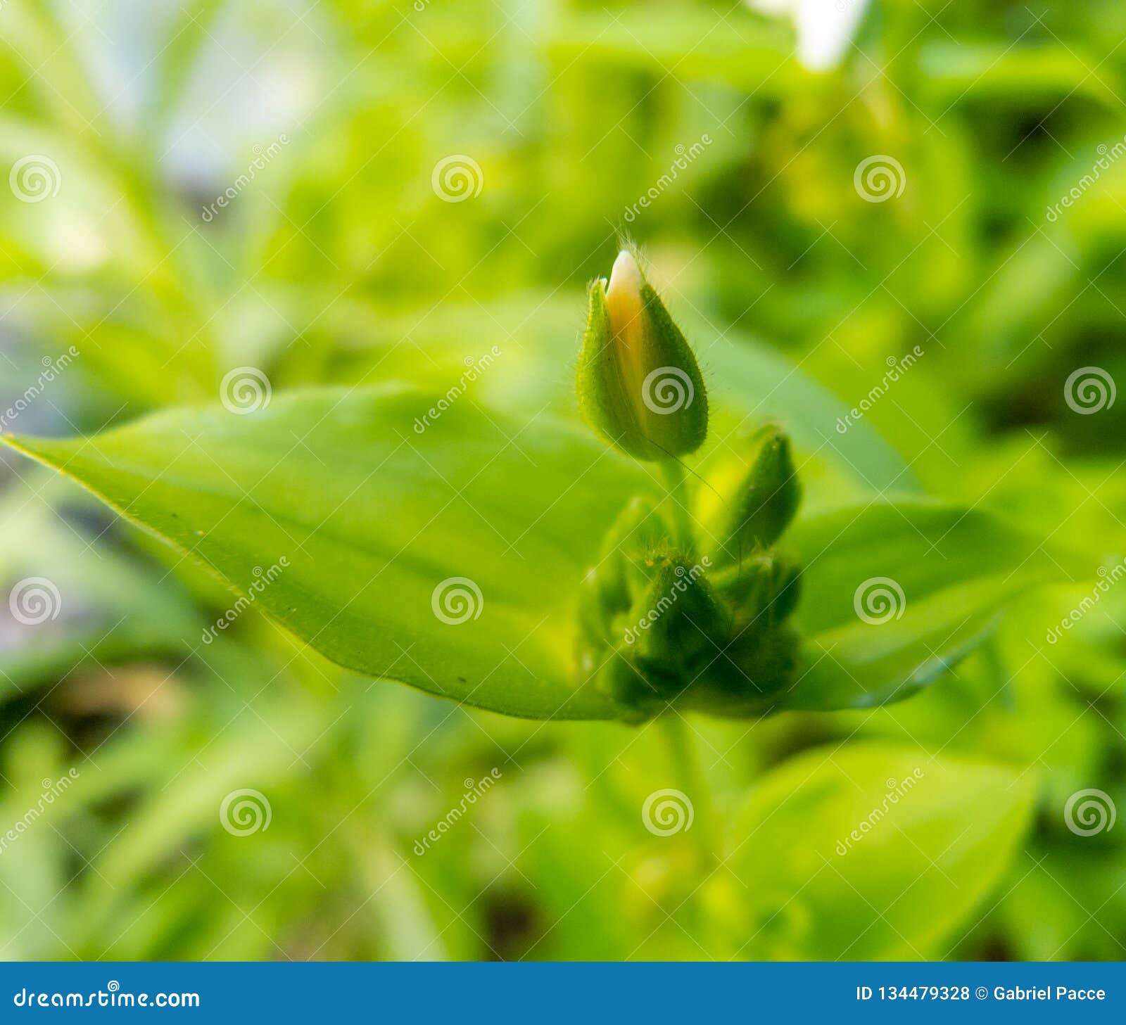 A flower about to open stock photo. Image of stem, flora - 134479328