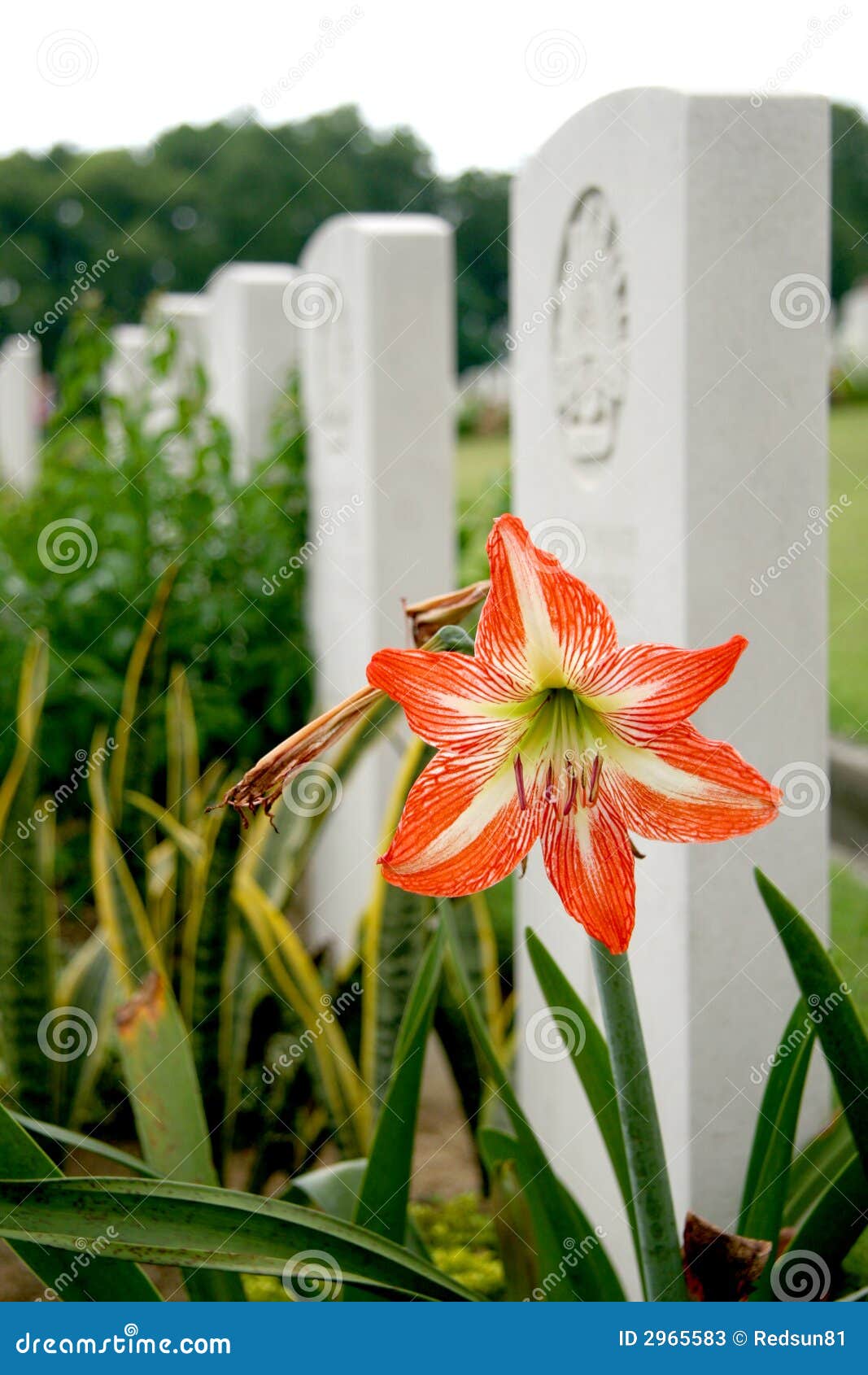 Flower among the Tombs stock image. Image of memorial - 2965583