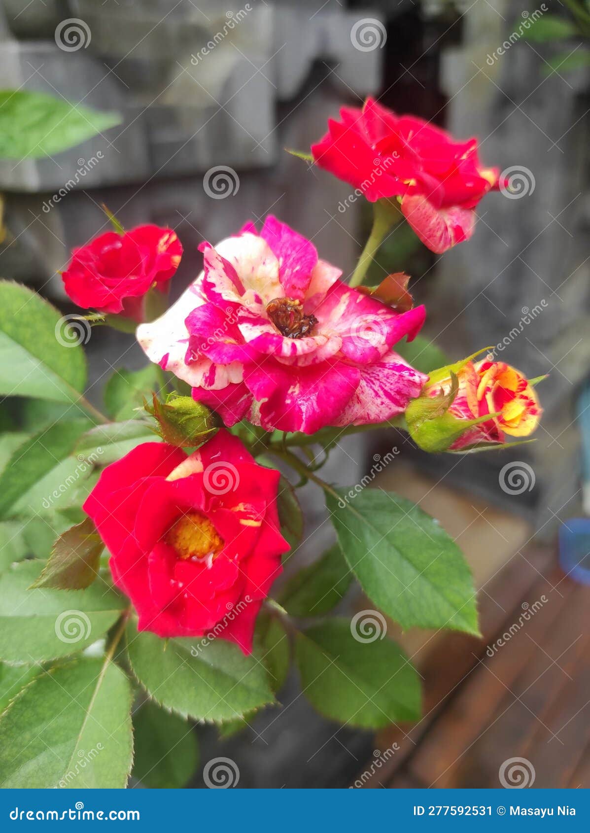 Flower stock image. Image of flowers, stem, flower - 277592531