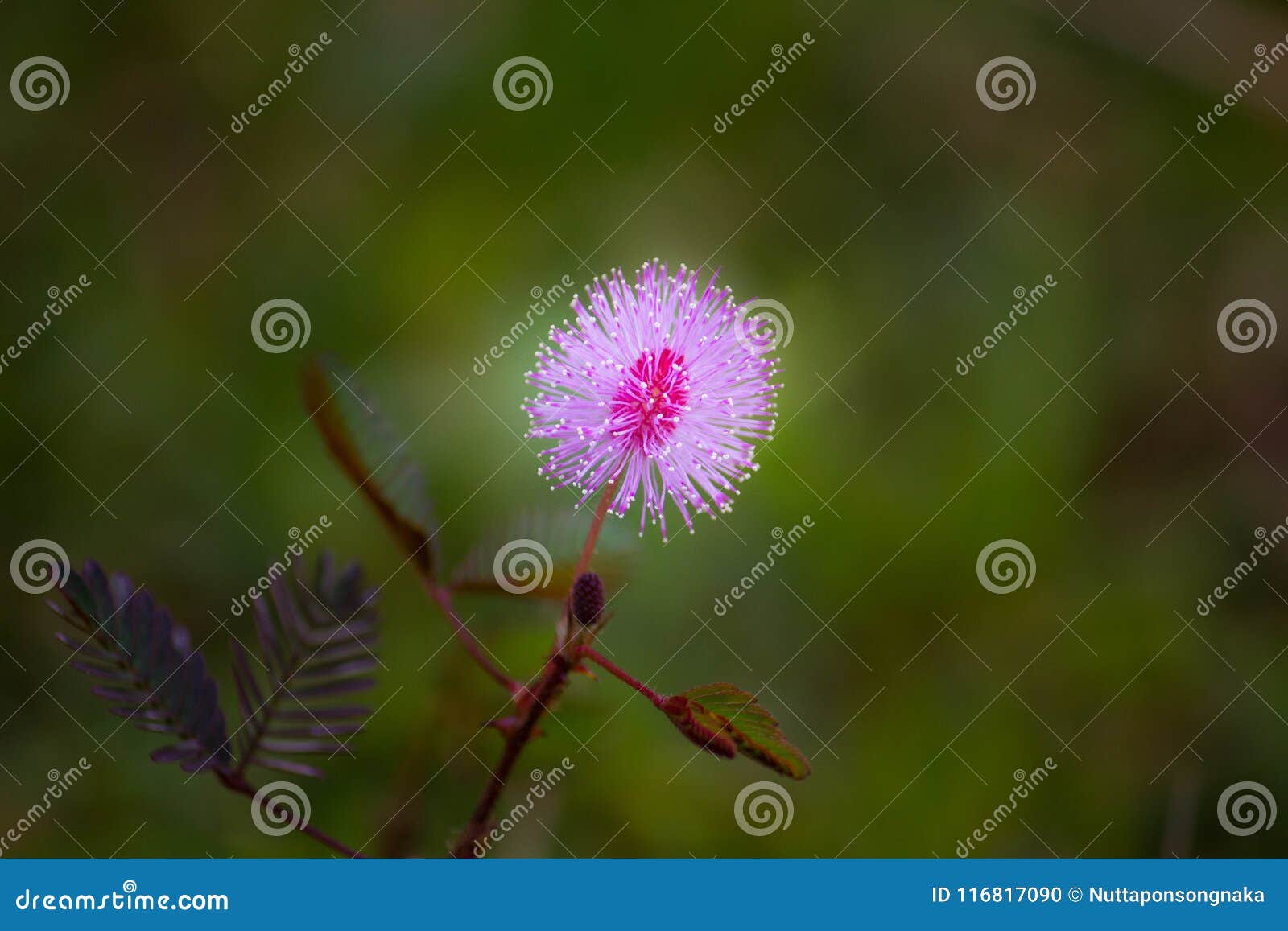 Flower of touch me not stock photo. Image of blossom - 116817090