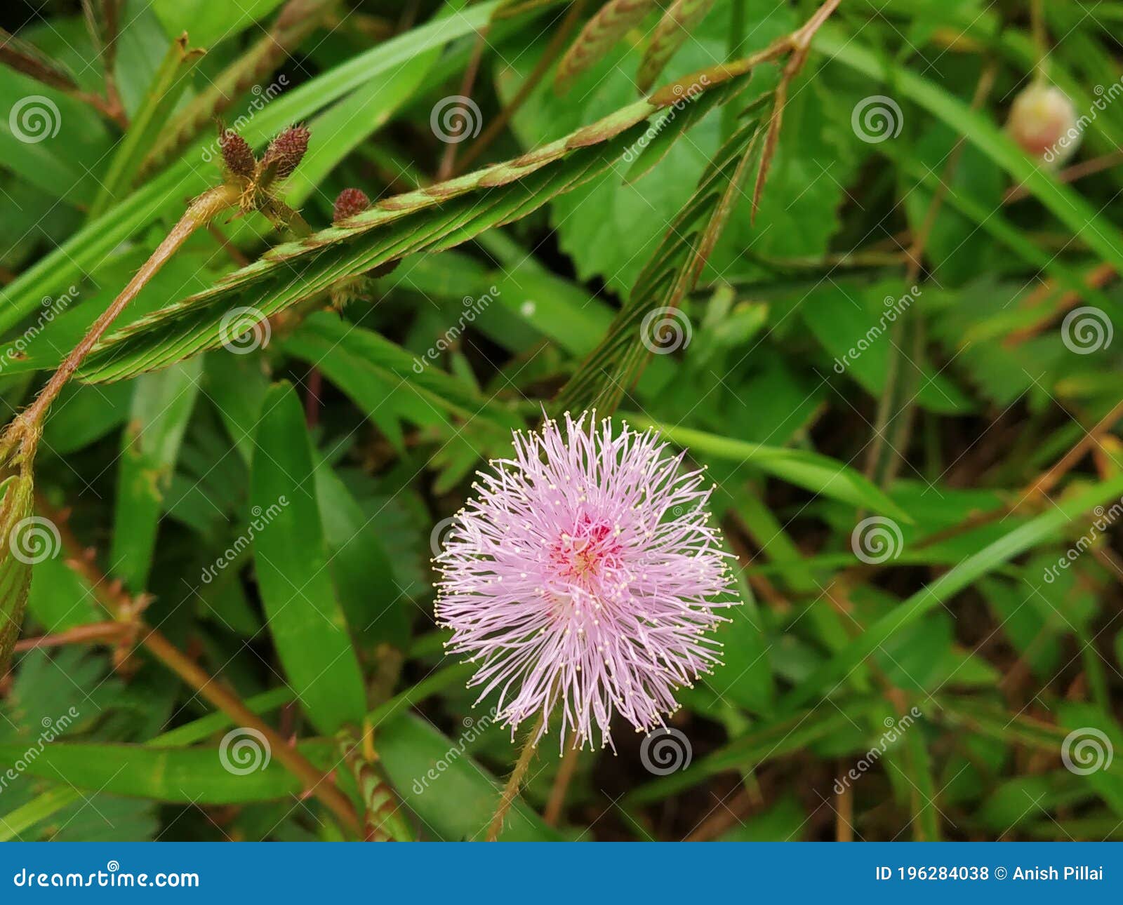 Flower of Touch Me Not Plant Stock Photo - Image of meadow, food: 196284038