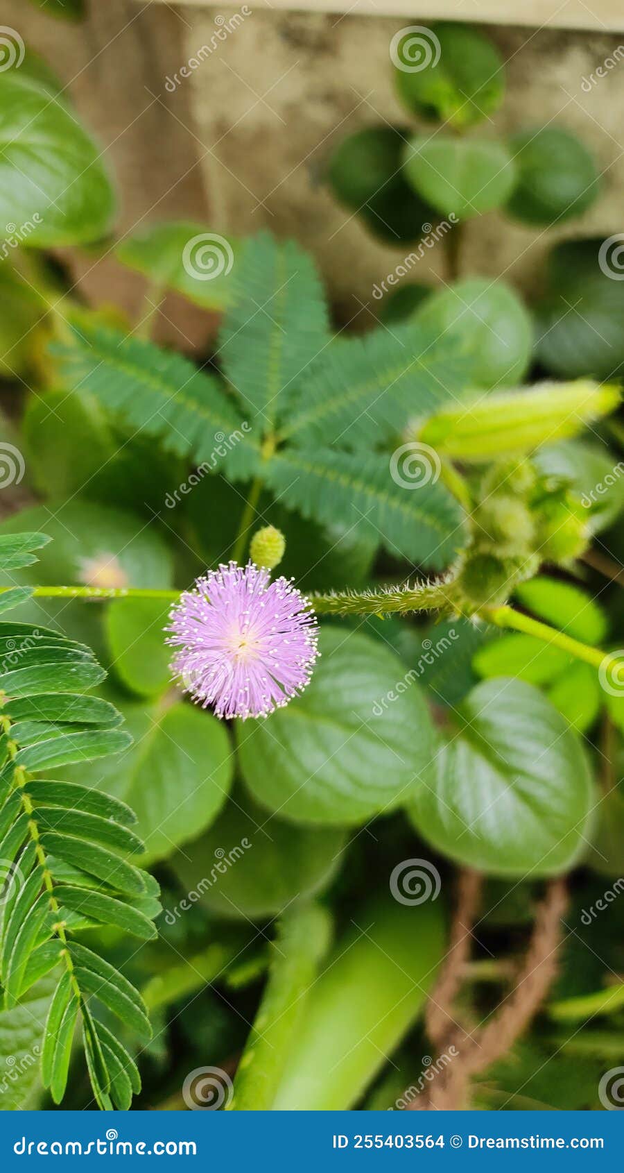 Touch me not flower stock photo. Image of evergreen - 255403564