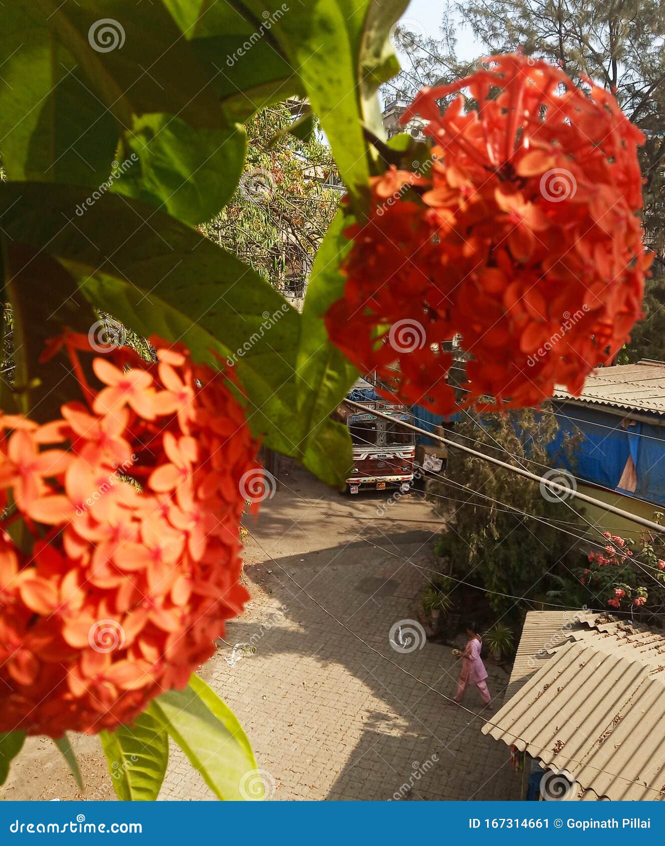 FLOWER TRADITIONAL in SOUTH INDIAN STATES Editorial Photo - Image of ...