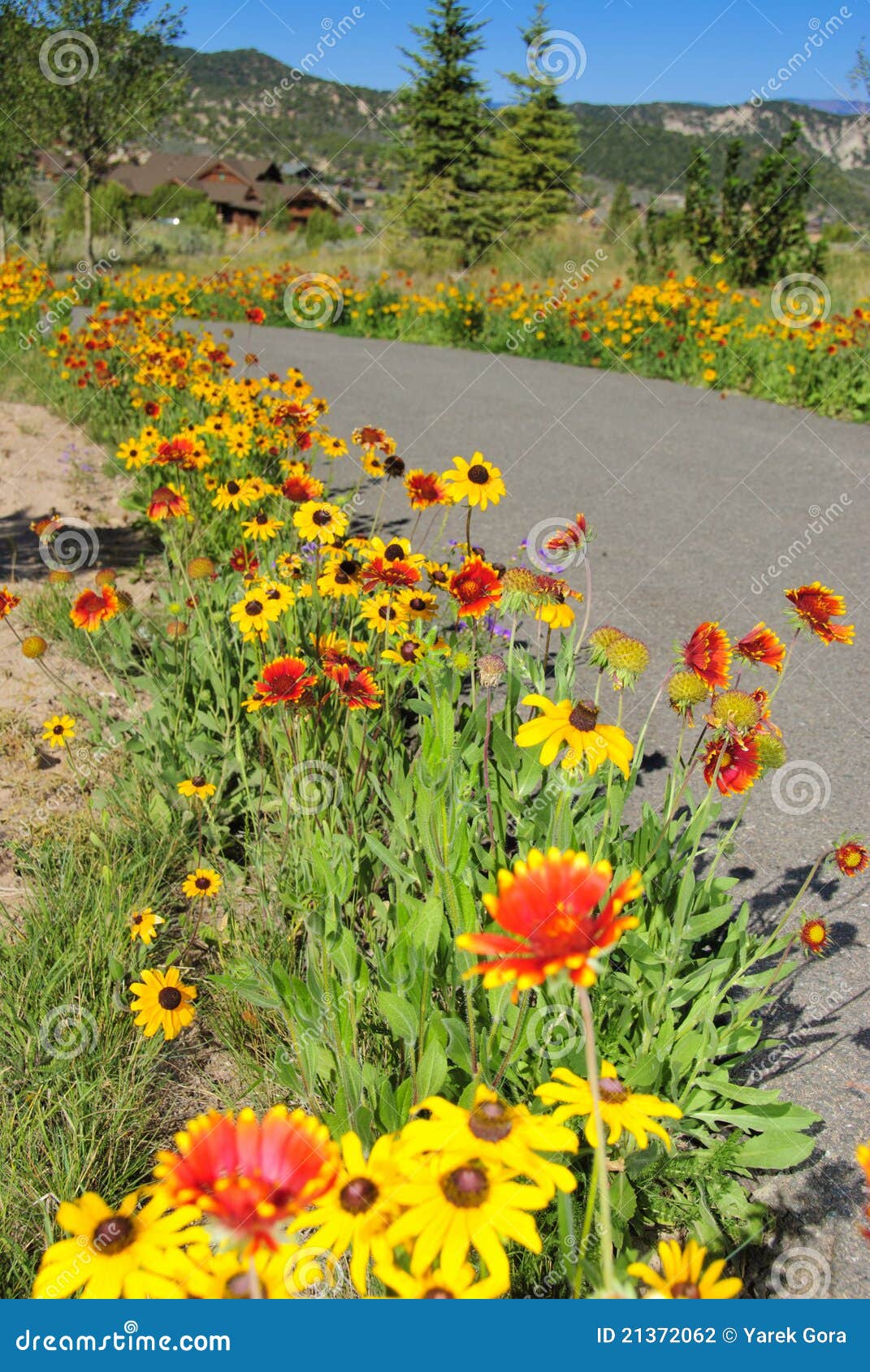 Flower trail stock photo. Image of horizon, asphalt, trail - 21372062