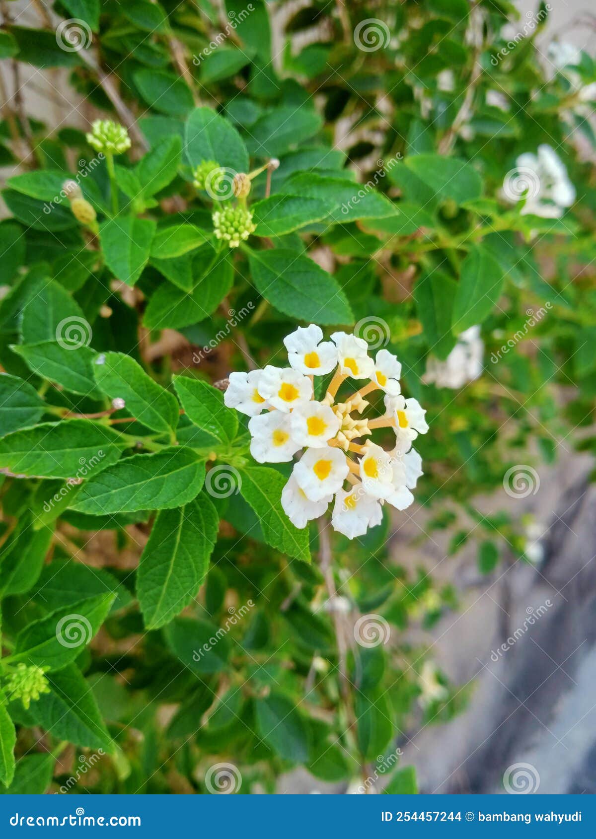 The Flower from Trailing Lantana Stock Photo - Image of evergreen ...
