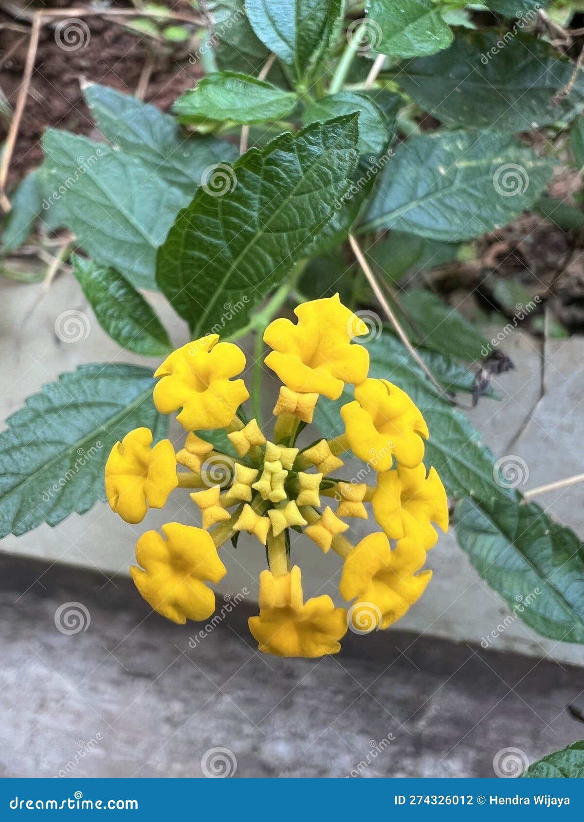 Flower - Trailing Lantana Flower Stock Photo - Image of fresh, bush ...