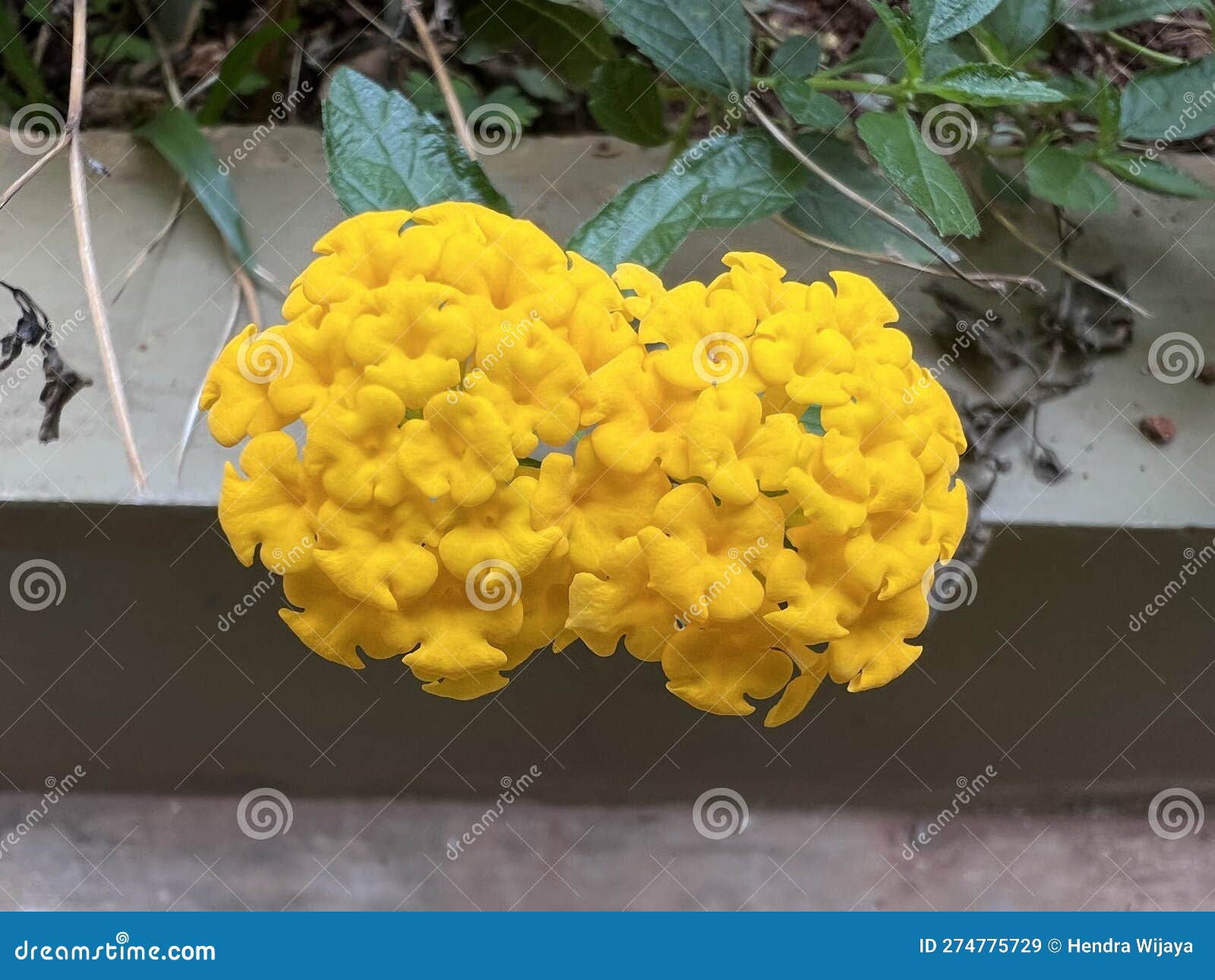 Flower - Trailing lantana stock image. Image of color - 274775729