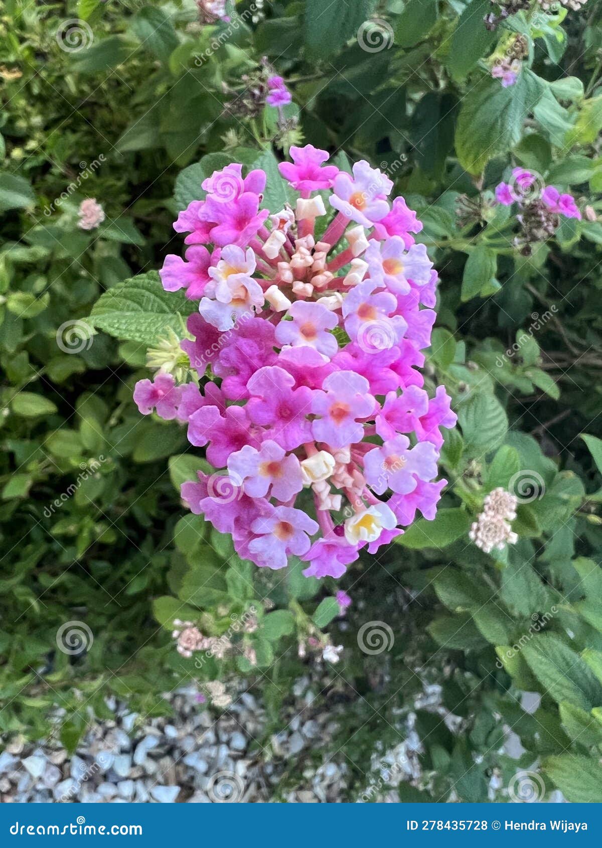 Flower - Trailing lantana stock photo. Image of botany - 278435728