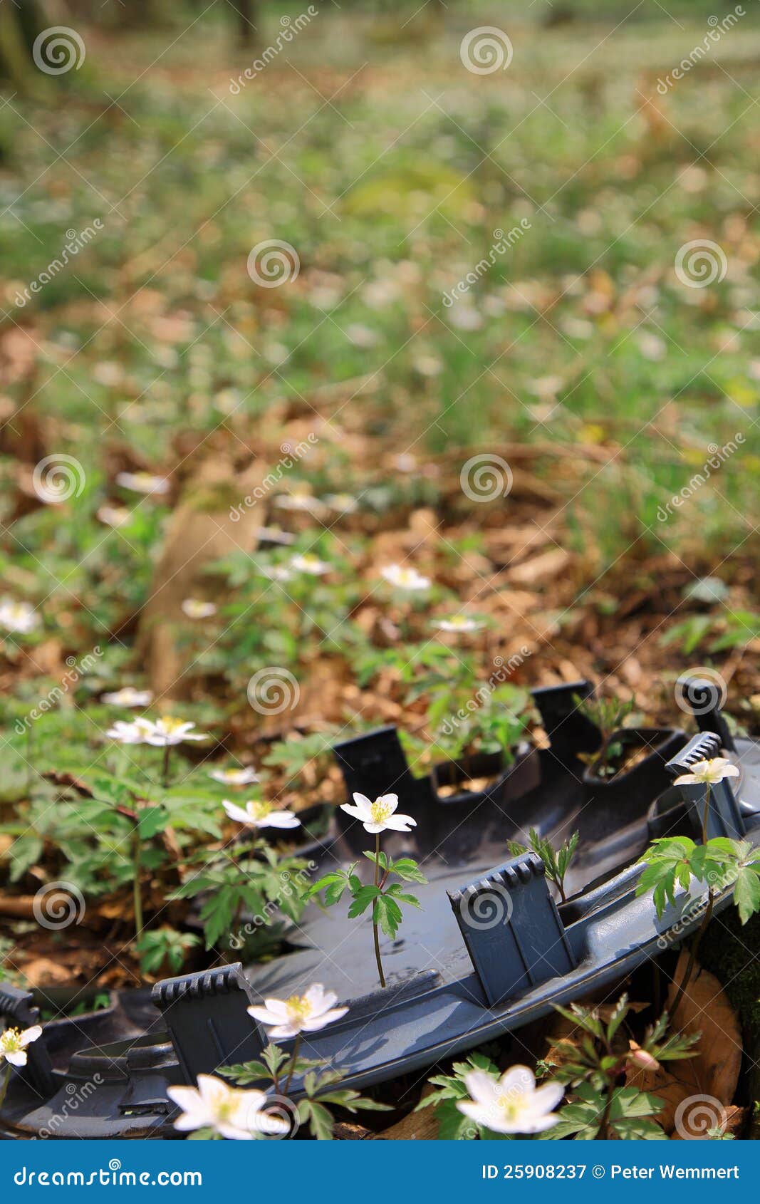 Flower in the trash stock image. Image of agriculture - 25908237