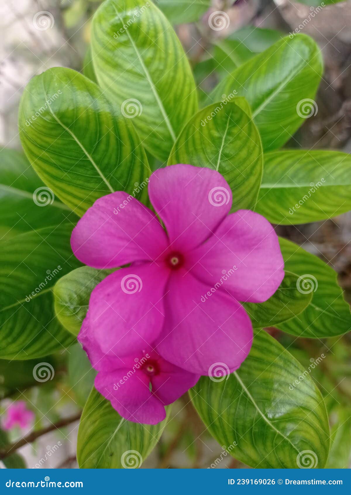 Flower Tread Dara or Its Scientific Name is Catharanthus Roseus Stock ...