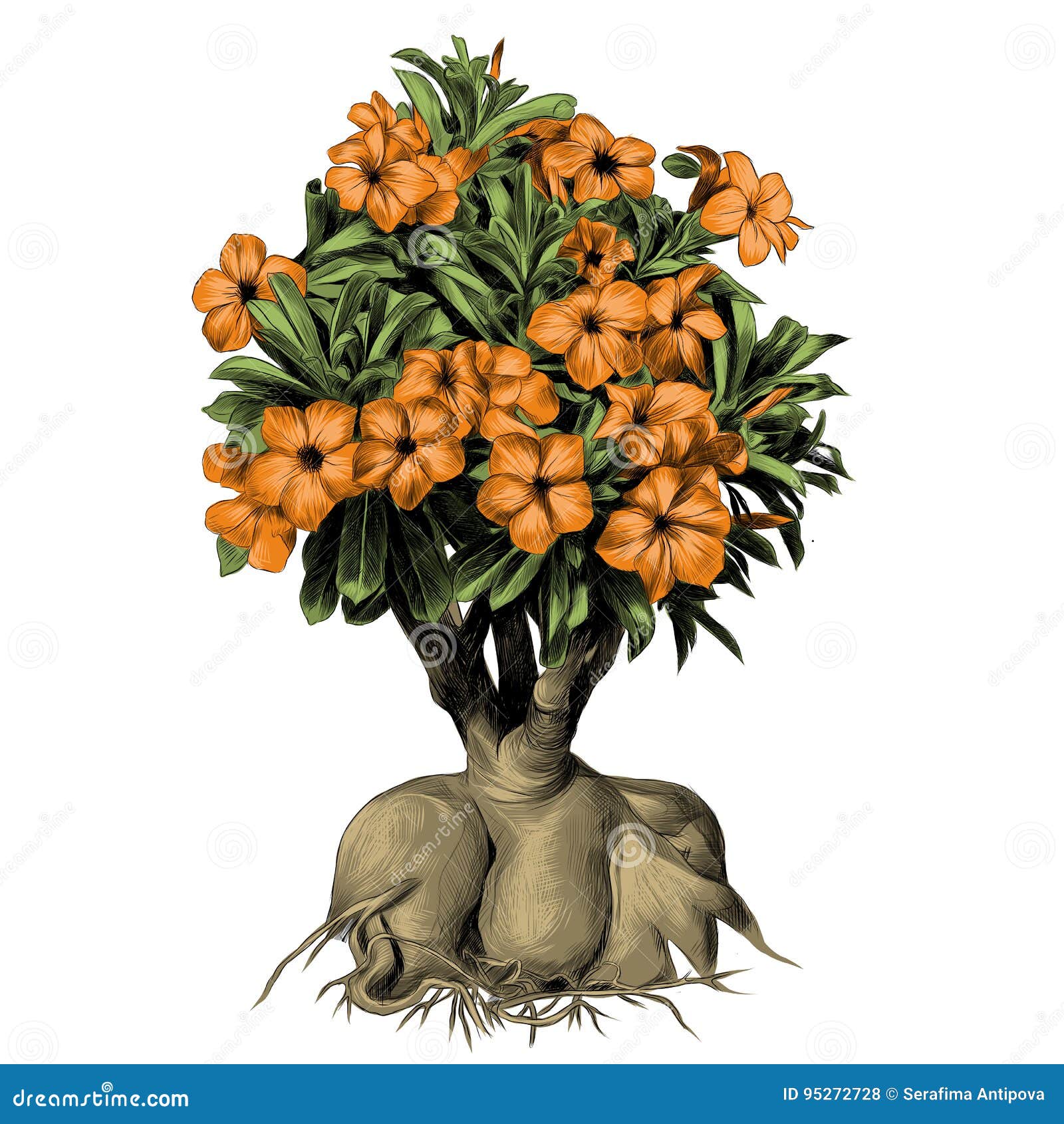 Adenium Rose Of The Desert Ink Drawing Royalty Free Cartoon