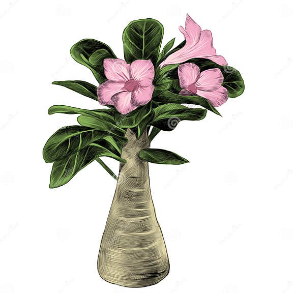 Flower Tree Adenium Desert Rose Sketch Stock Vector Illustration Of