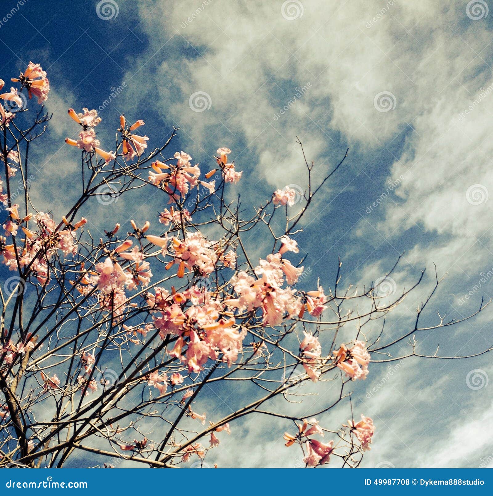 Flower Tree with Blue Sky Background Stock Photo - Image of landscape ...