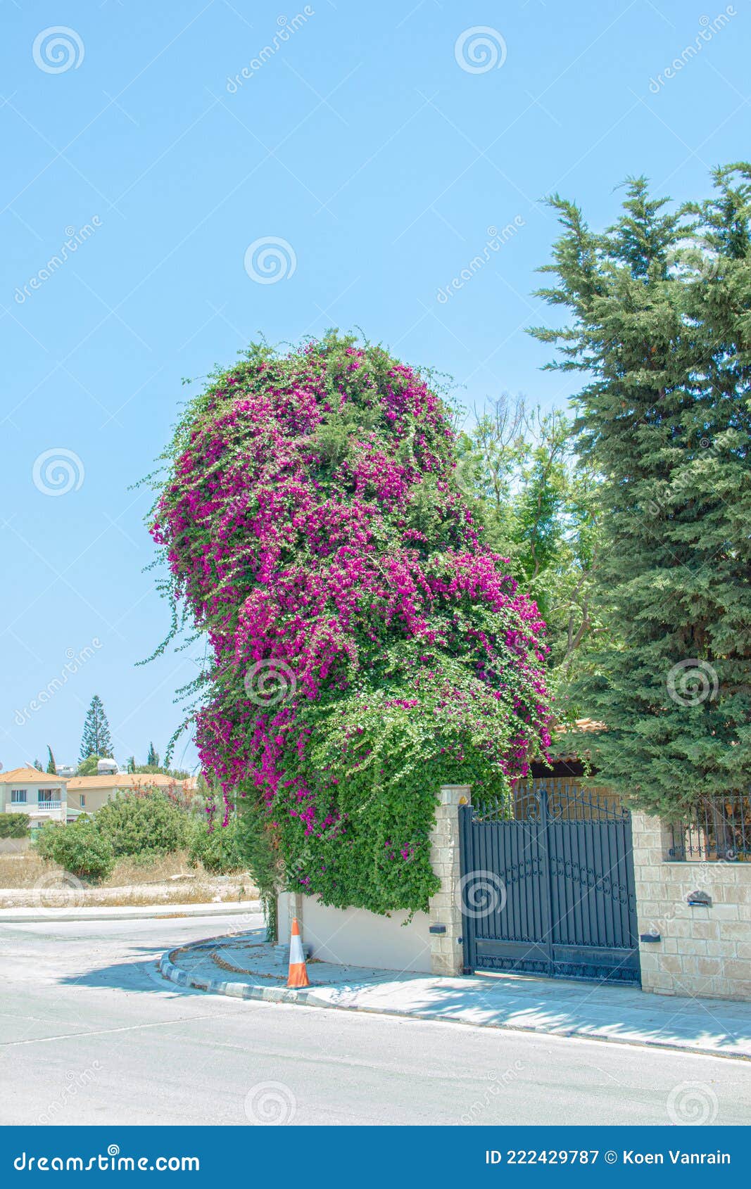 Flower tree stock image. Image of park, tree, produce - 222429787