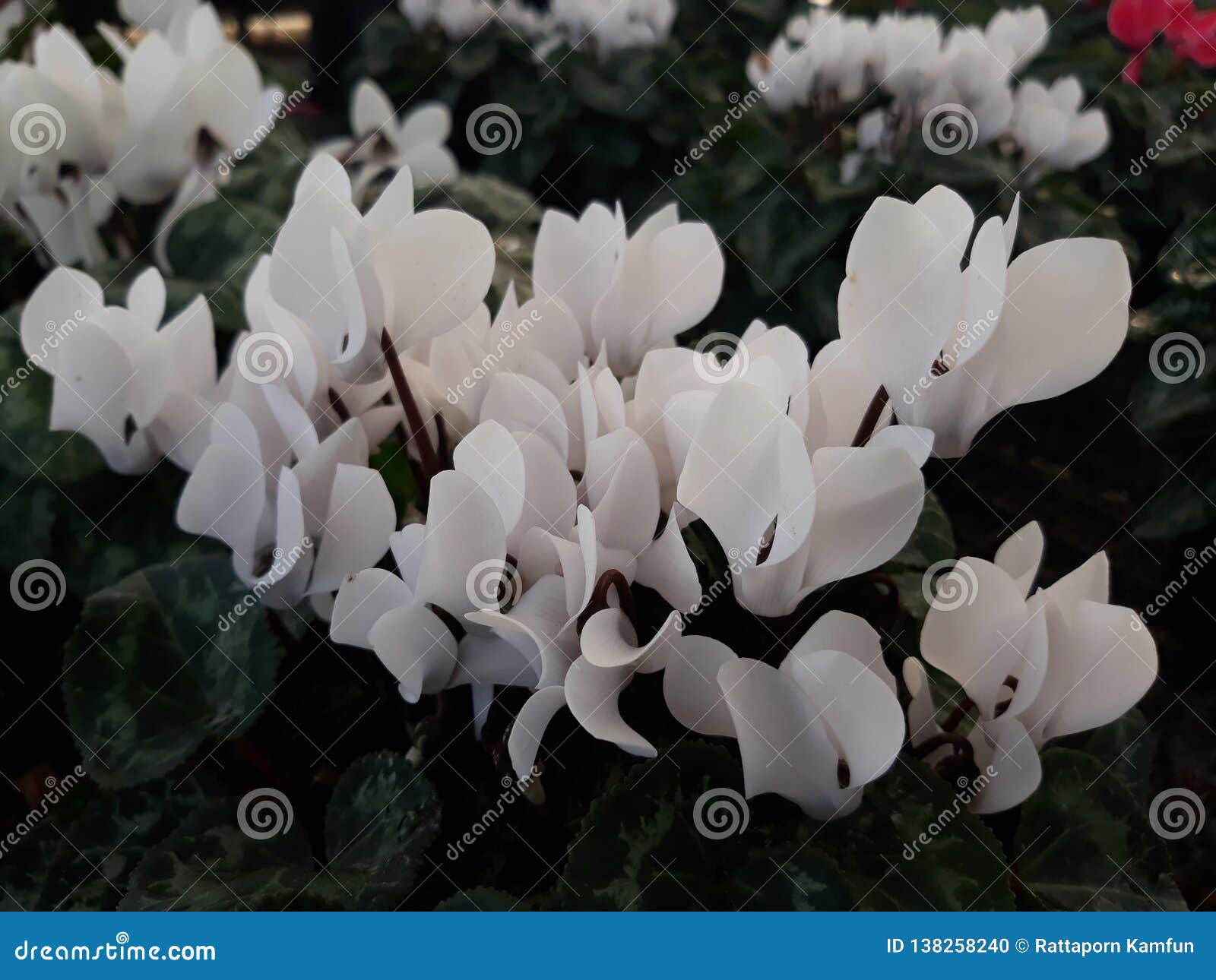 White cyclamen stock photo. Image of white, tree, fresh - 138258240