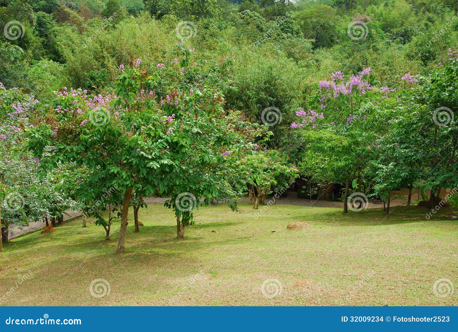 Flower and tree in jungle stock photo. Image of beauty - 32009234
