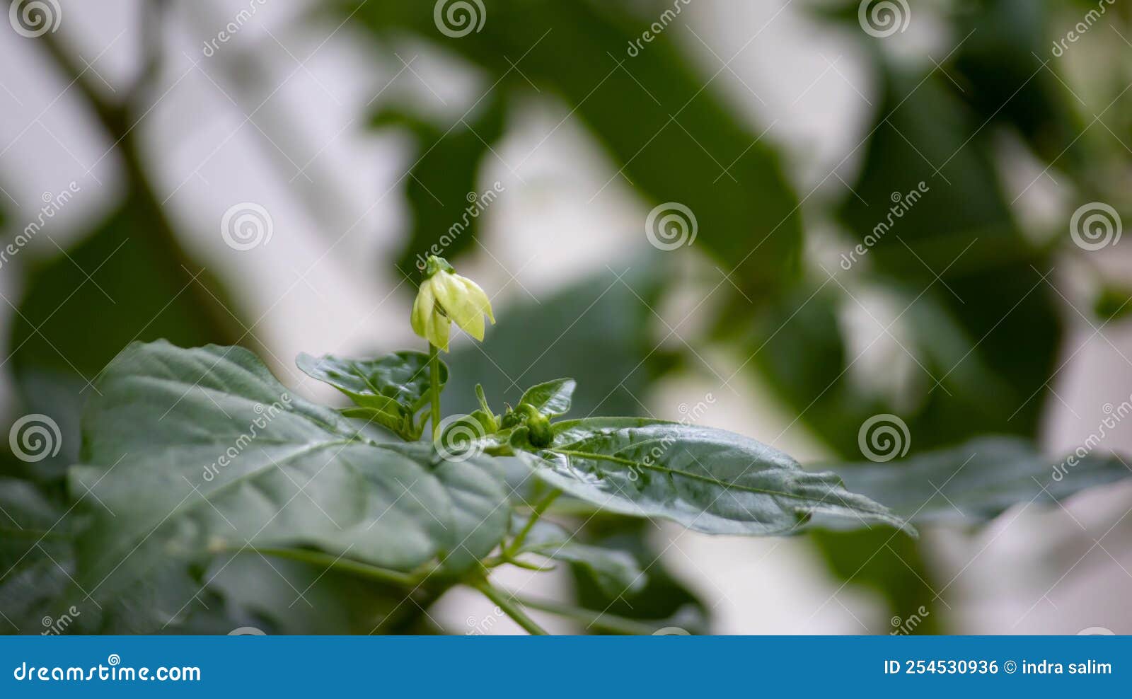 The Flower of the Tree Known As Devil Chili Stock Photo - Image of food ...