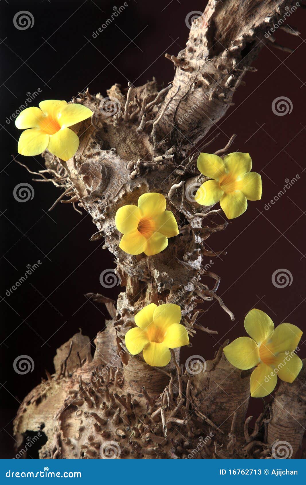 Flower from tree root stock image. Image of stub, light - 16762713
