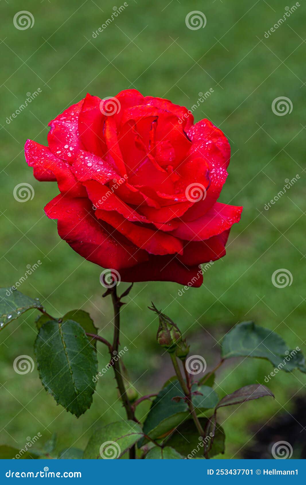 Elle Flower Head Of A Rose In De Guldemondplantsoen Rosarium In Boskoop Stock Image ...