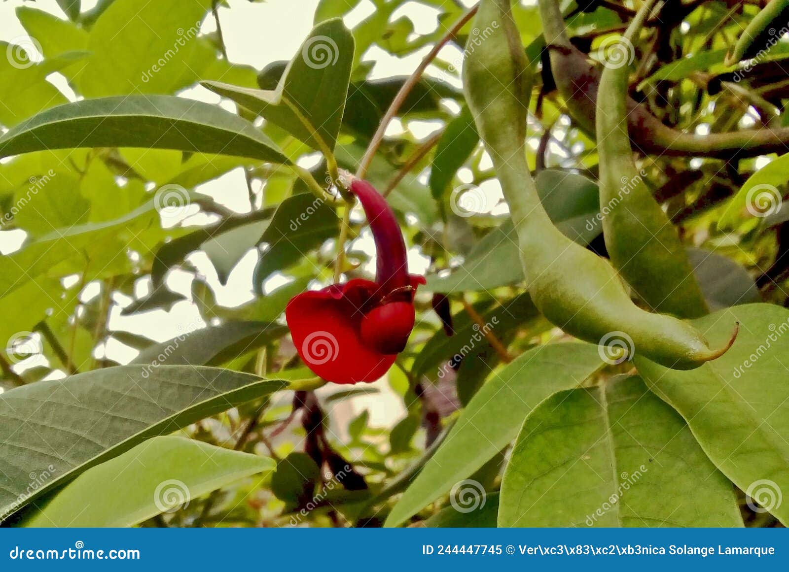 The Flower of TreeÂ´s Ceibo Stock Image - Image of flower, blossom ...