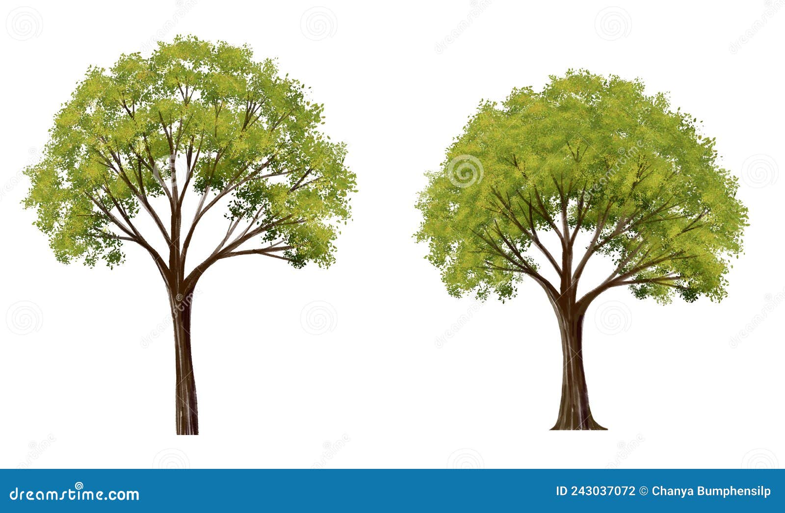 Flower Tree Side View Isolated Stock Photo - Image of elements, maple ...