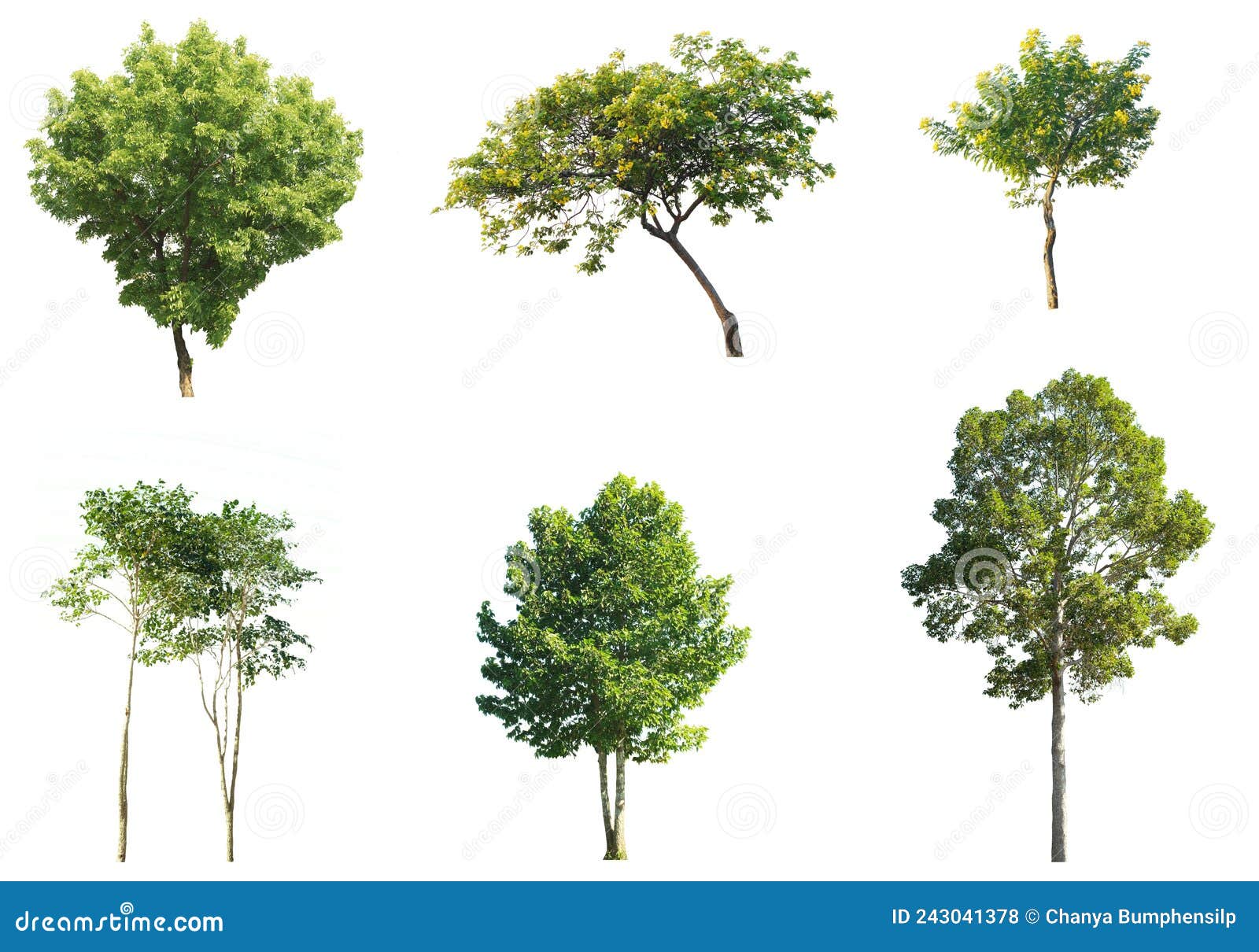 Flower Tree Side View Isolated Stock Photo - Image of white, landscape ...
