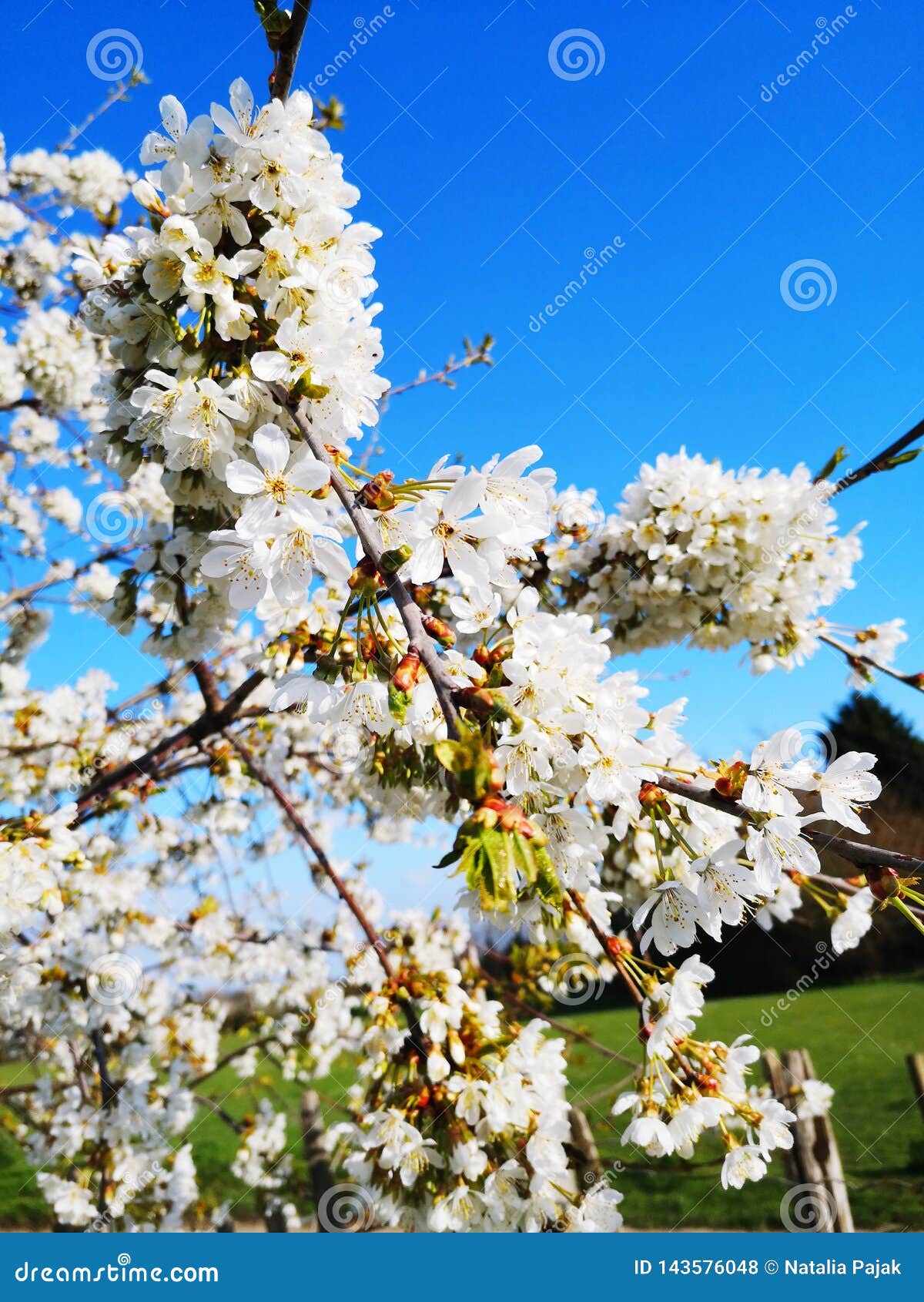 A Tree Full of White Flowers. Stock Photo - Image of tree, full: 143576048